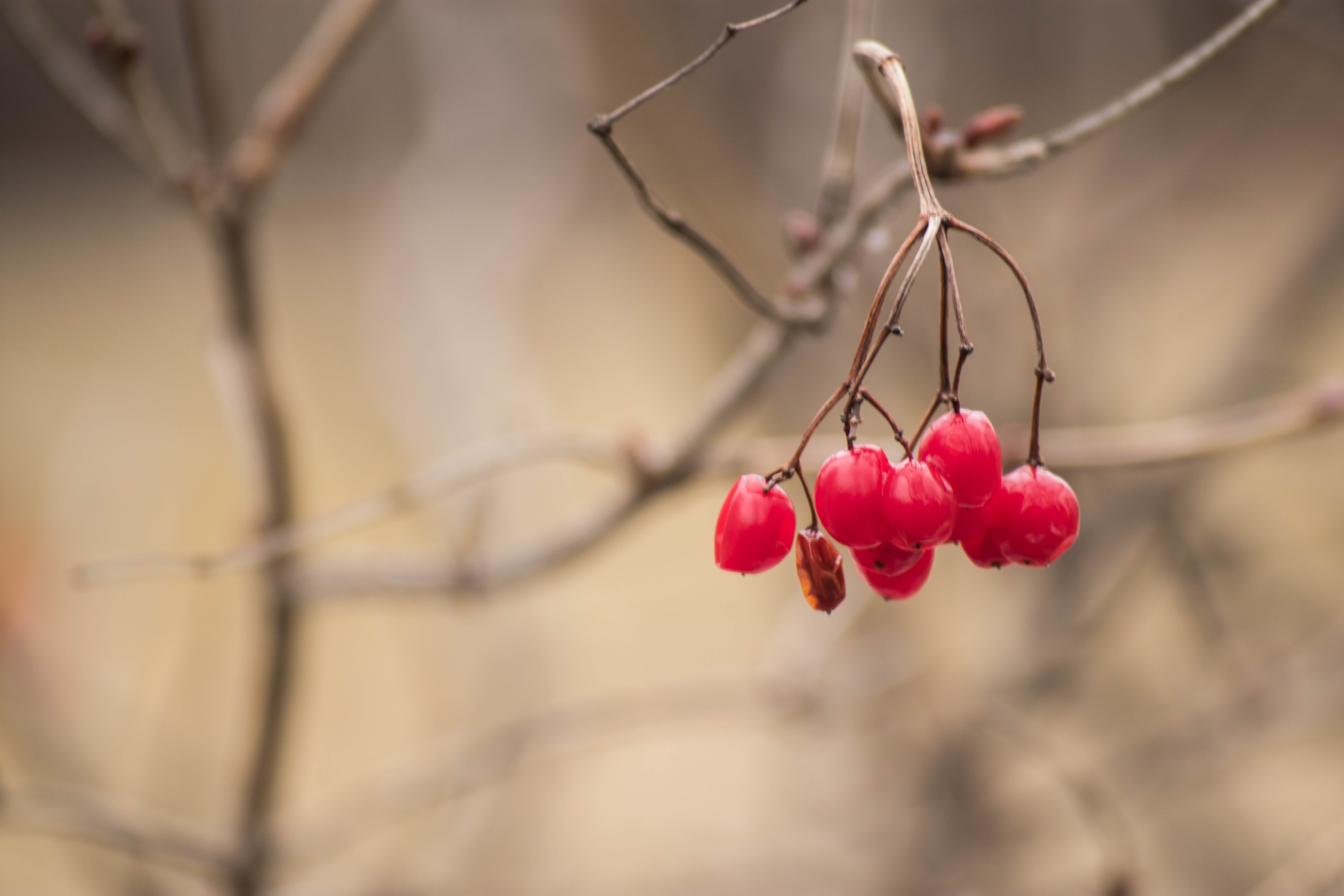 Berry Branch Tree free image download