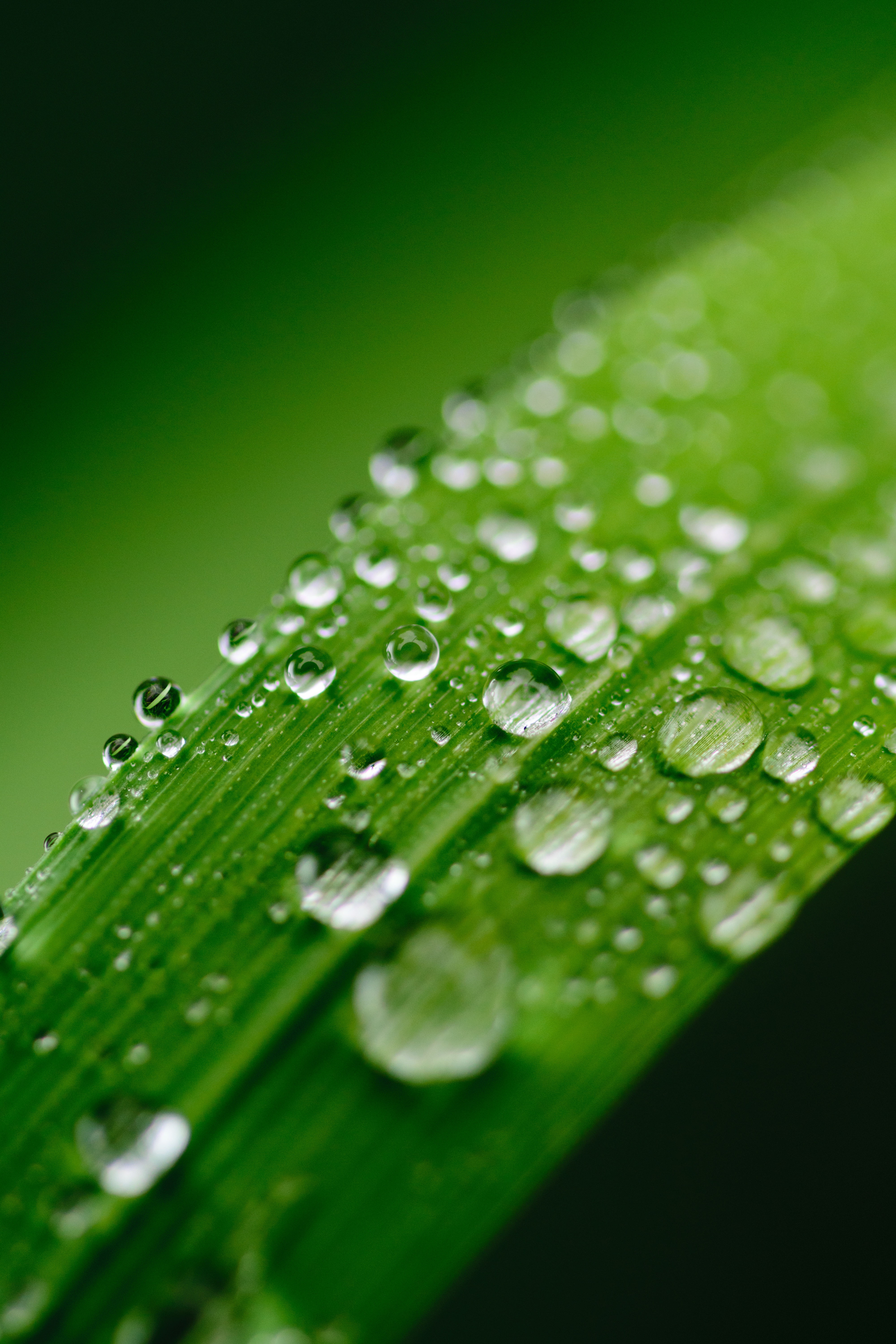 Green Water Leaf free image download