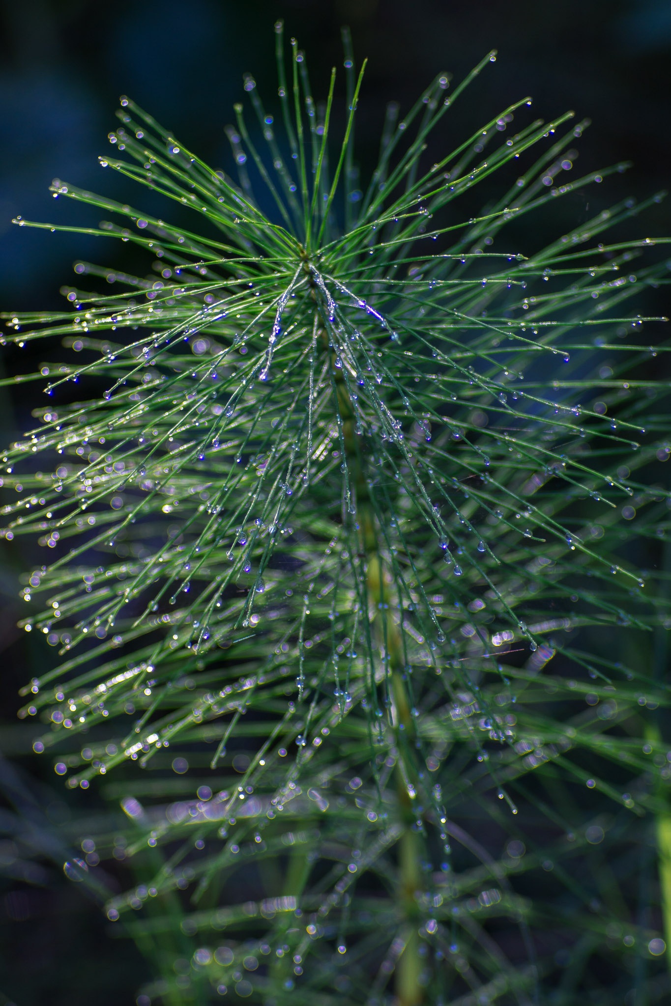 Horsetail Green Drops free image download