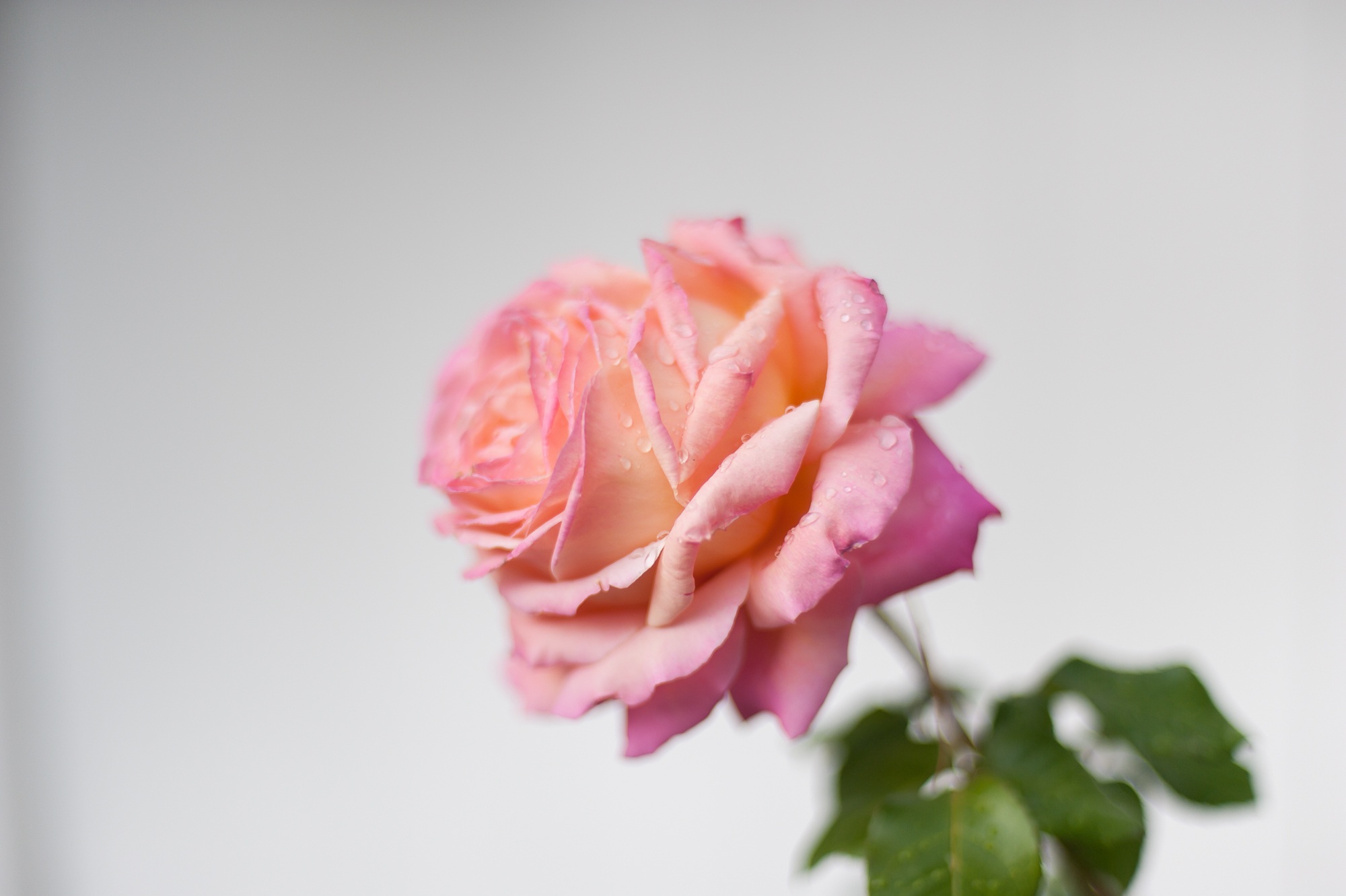 Flower Nature Pink Rose free image download