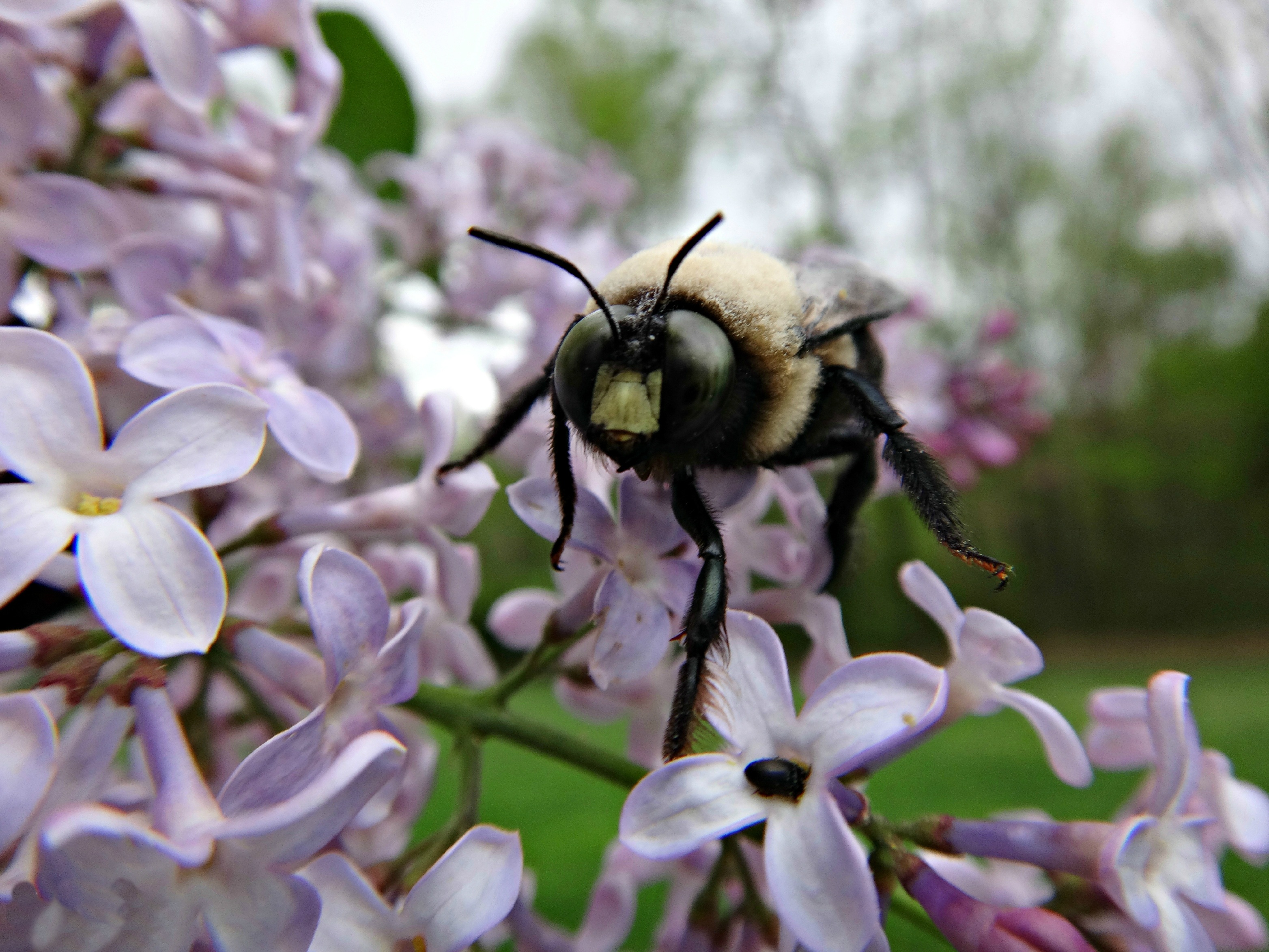 Bee Flower Nature free image download