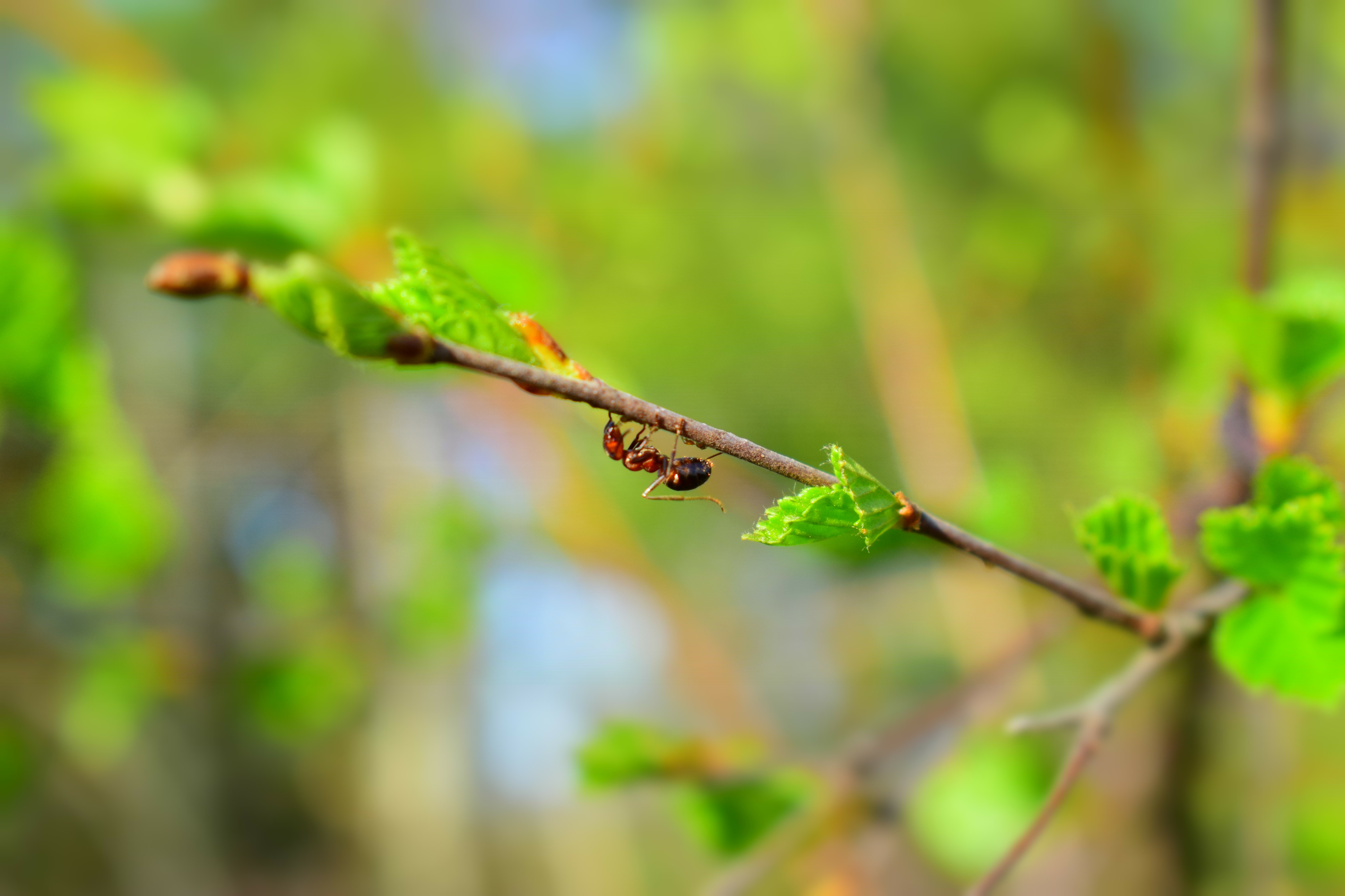 Spring April May free image download