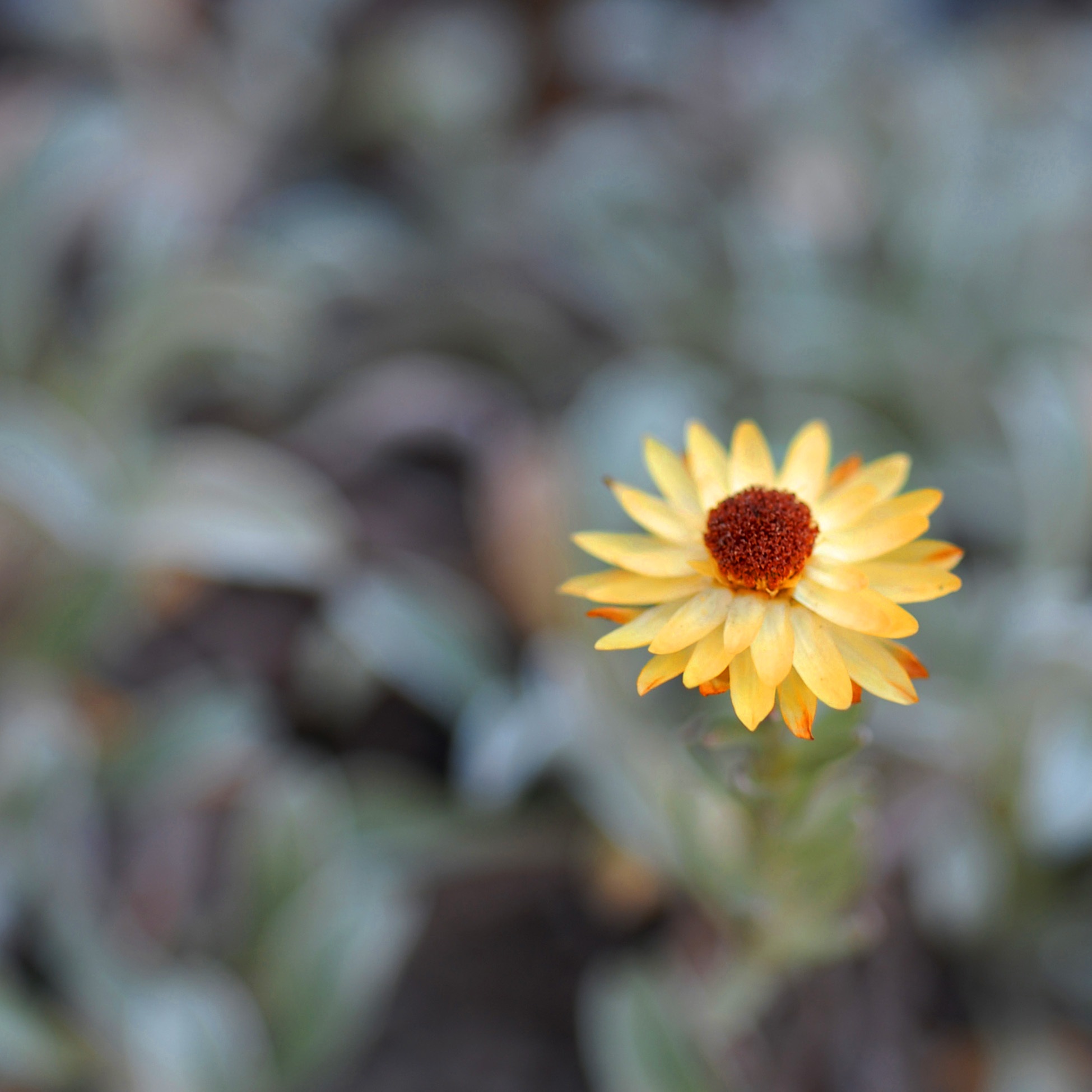 Small Flower Yellow free image download