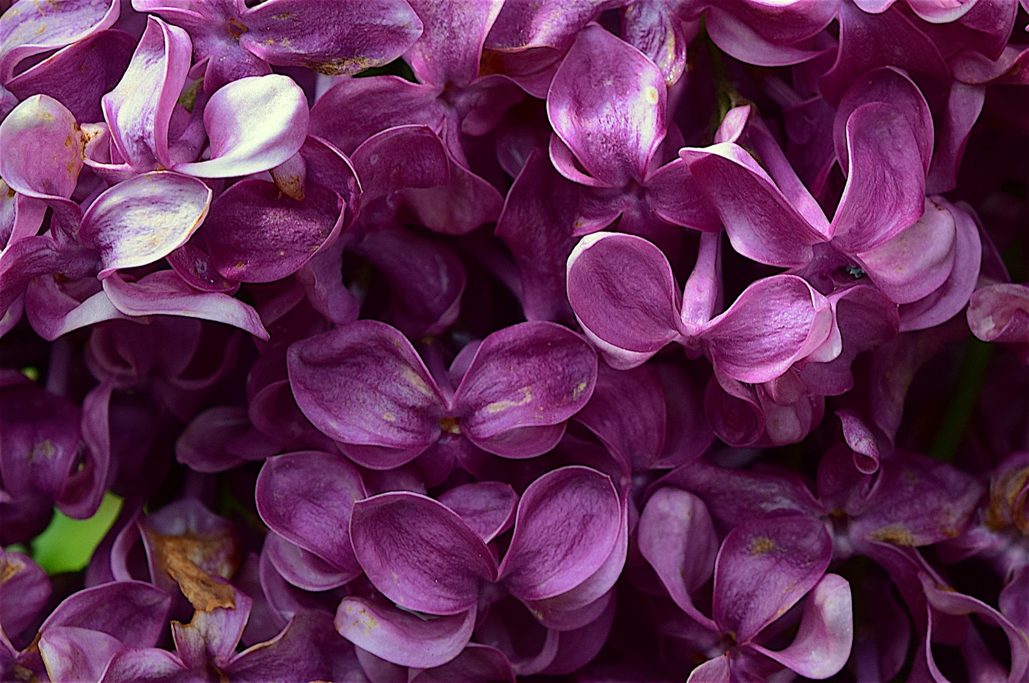 Lilacs Flower Purple free image download