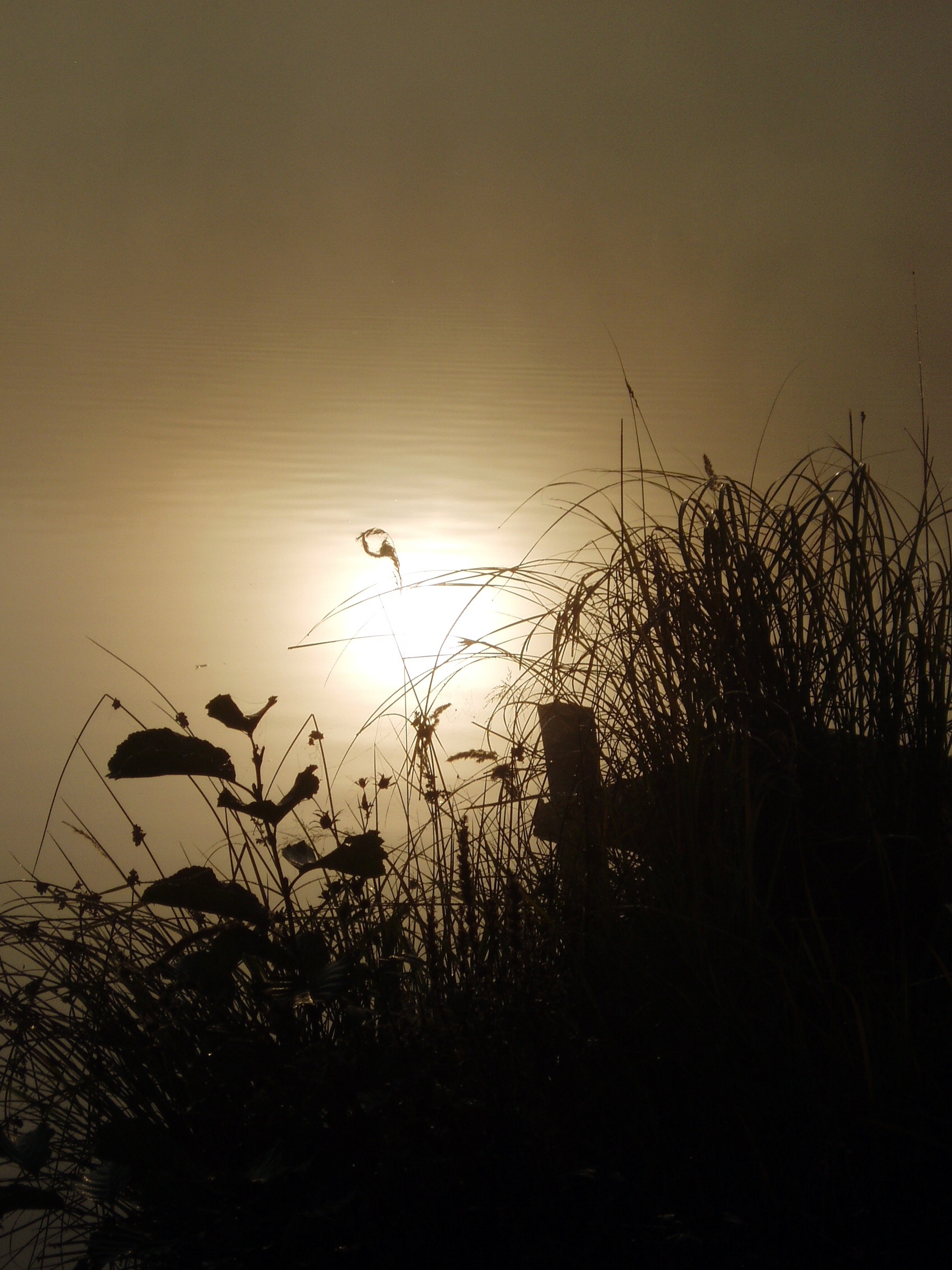 Nature Dawn free image download