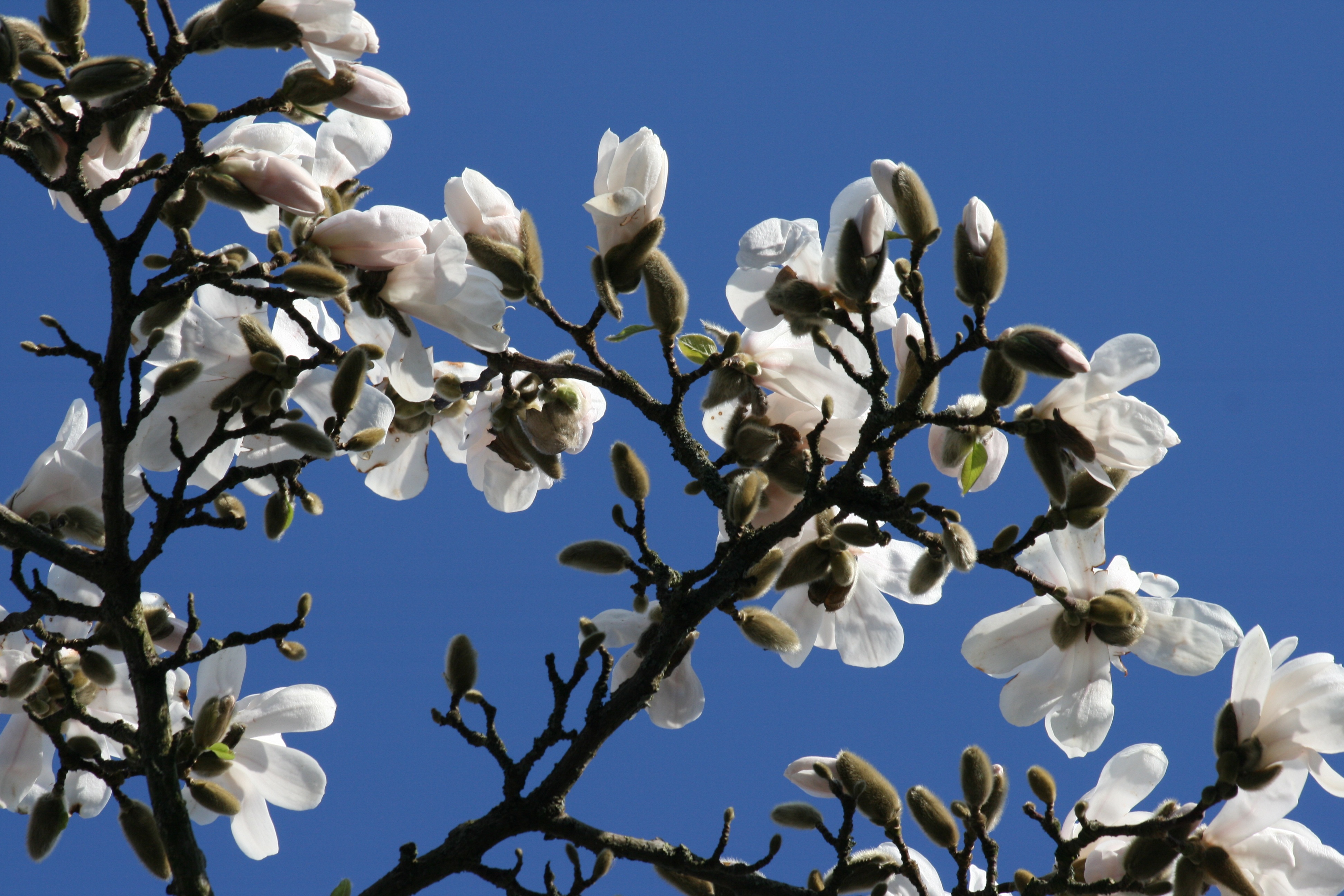 Magnolia Blue Sky White free image download