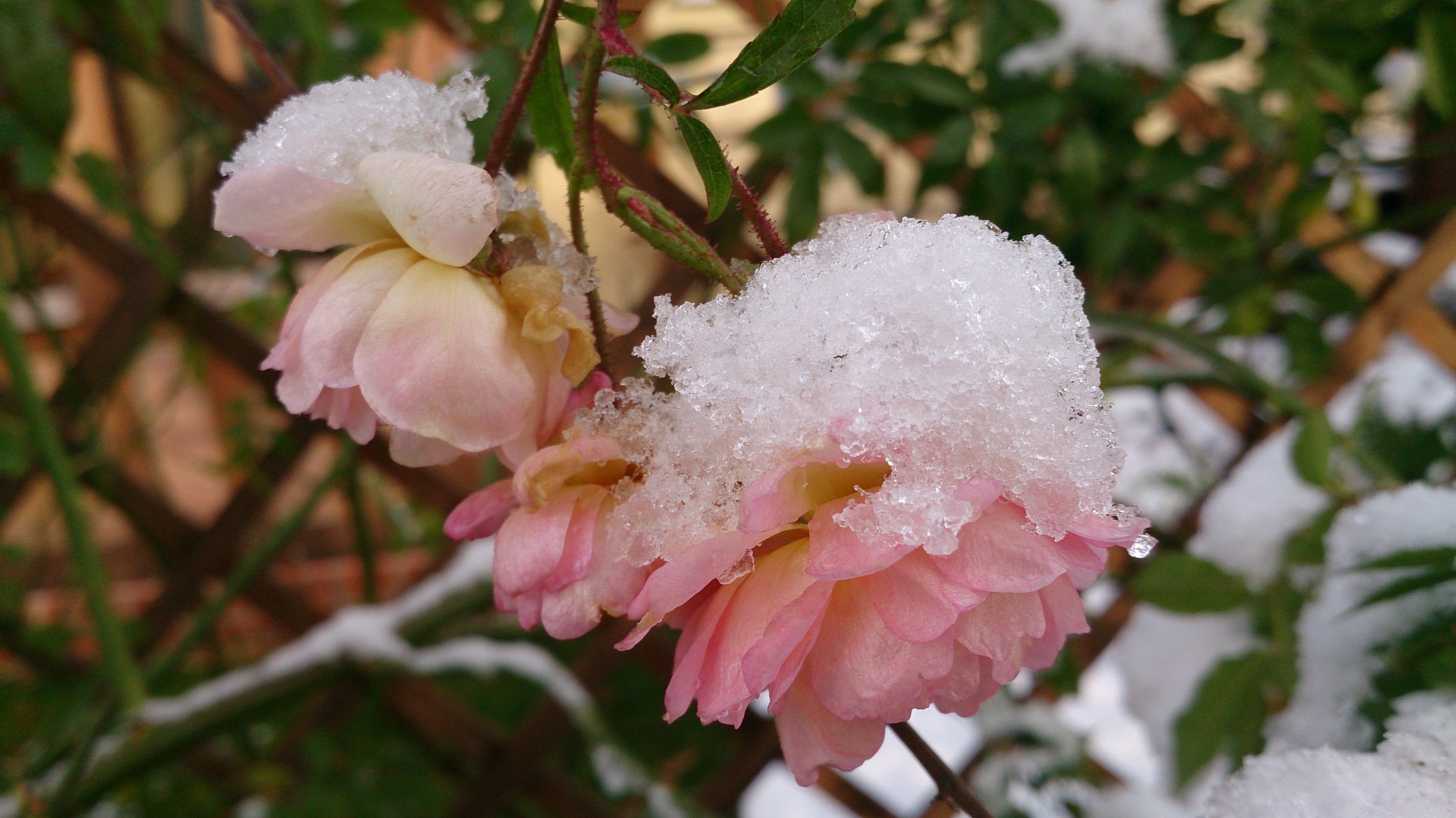 Winter Rose Snow free image download