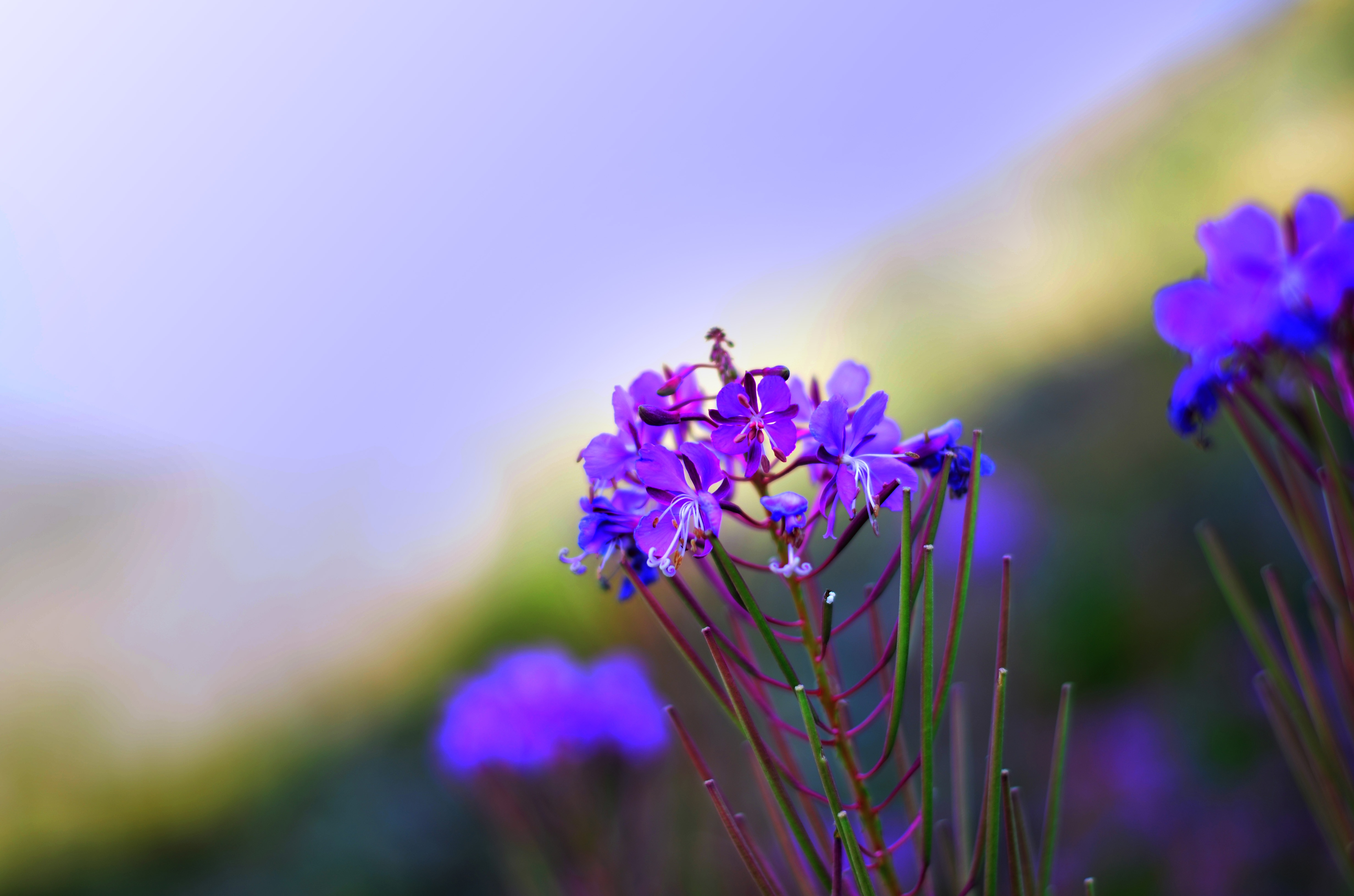 Flower Nature Spring free image download