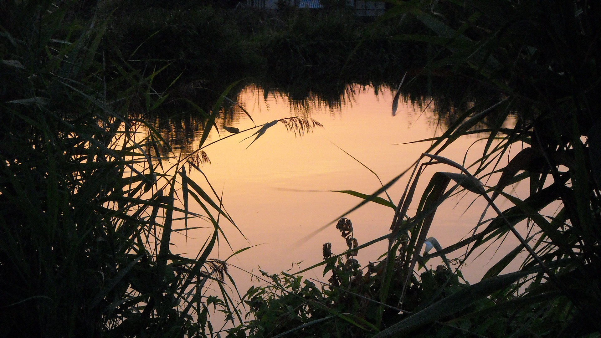 Sunset Green free image download