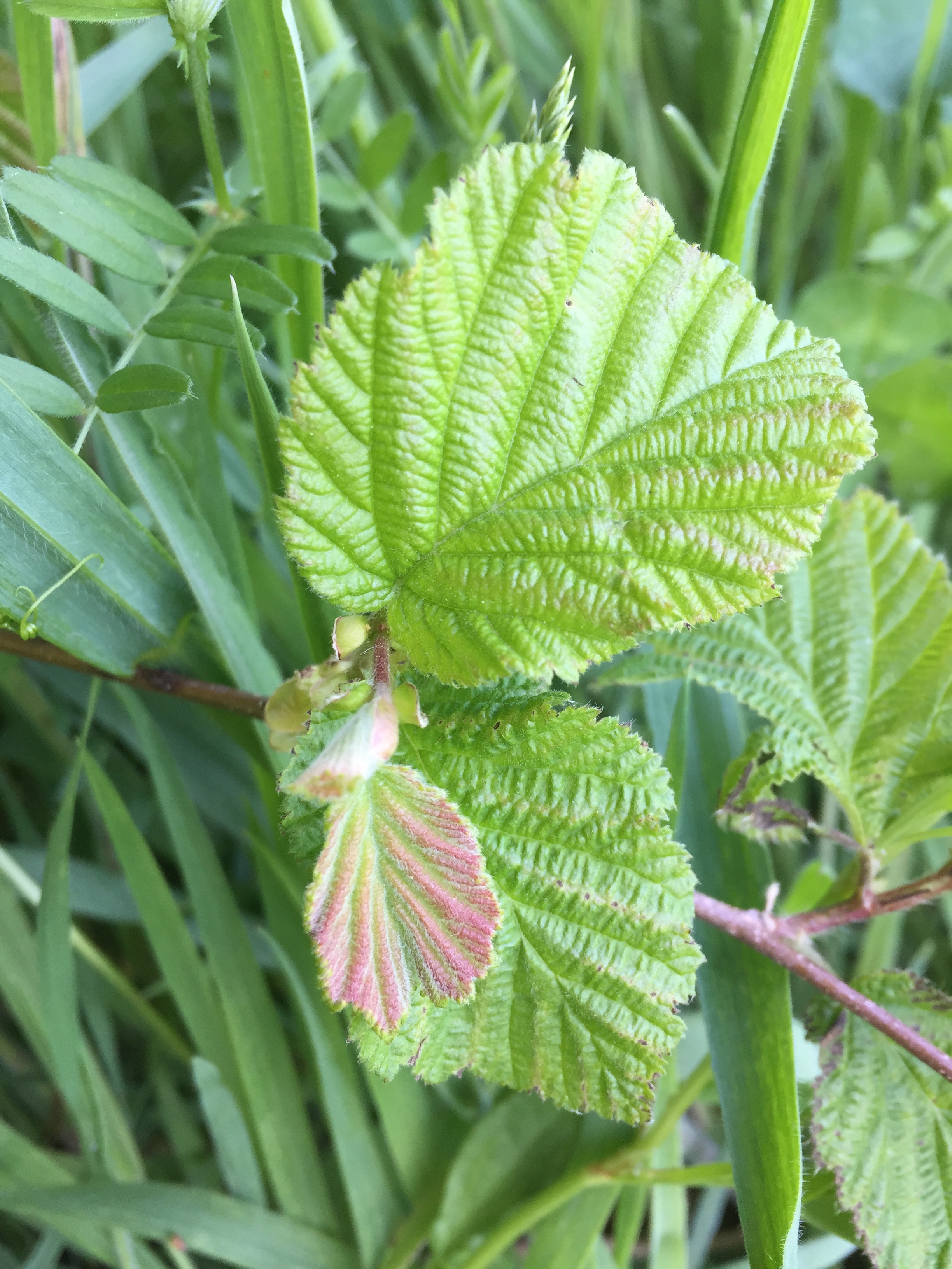 Hazelnut Leaves Spring Green free image download