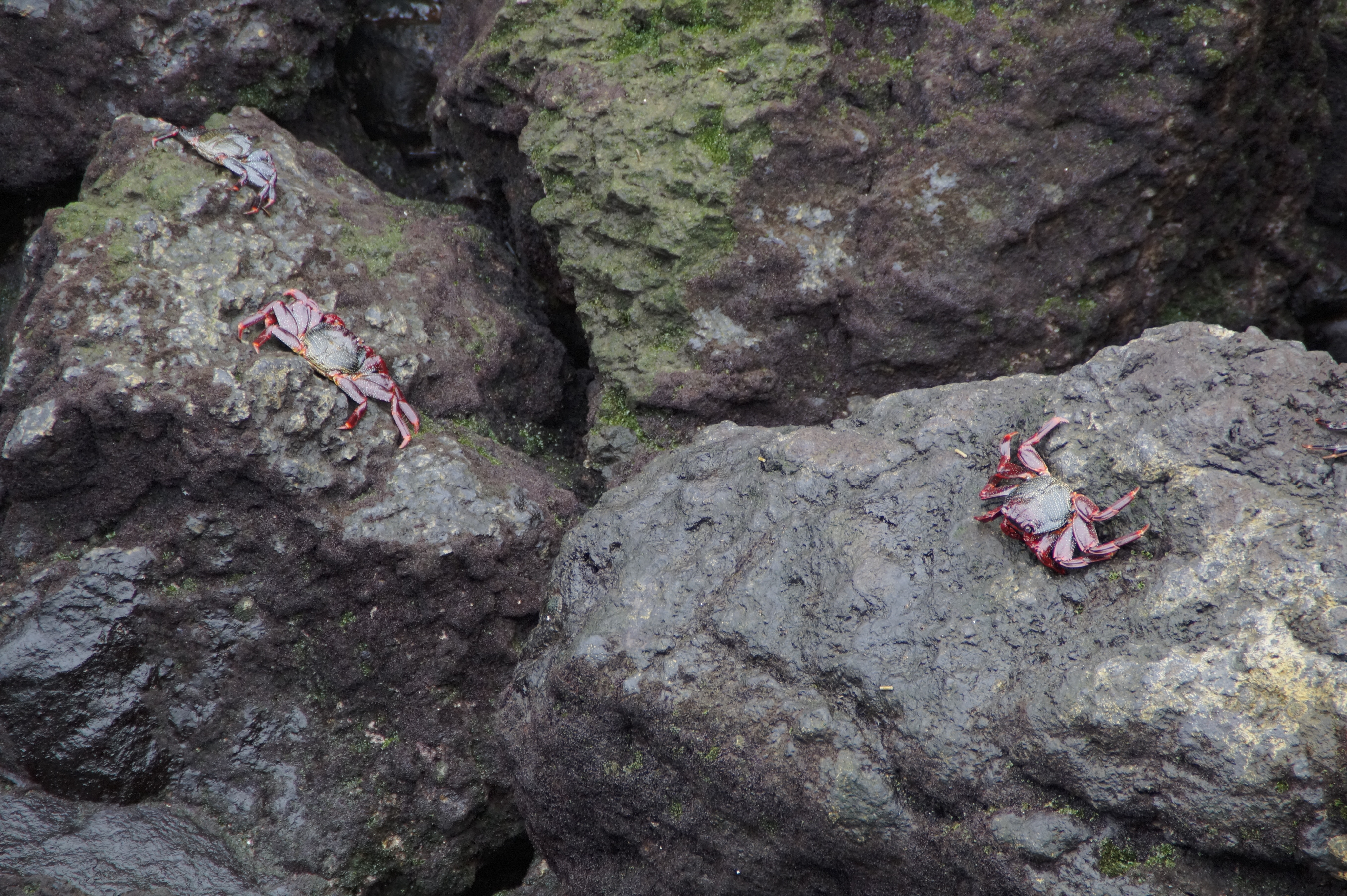 Crabs Rock Bank free image download