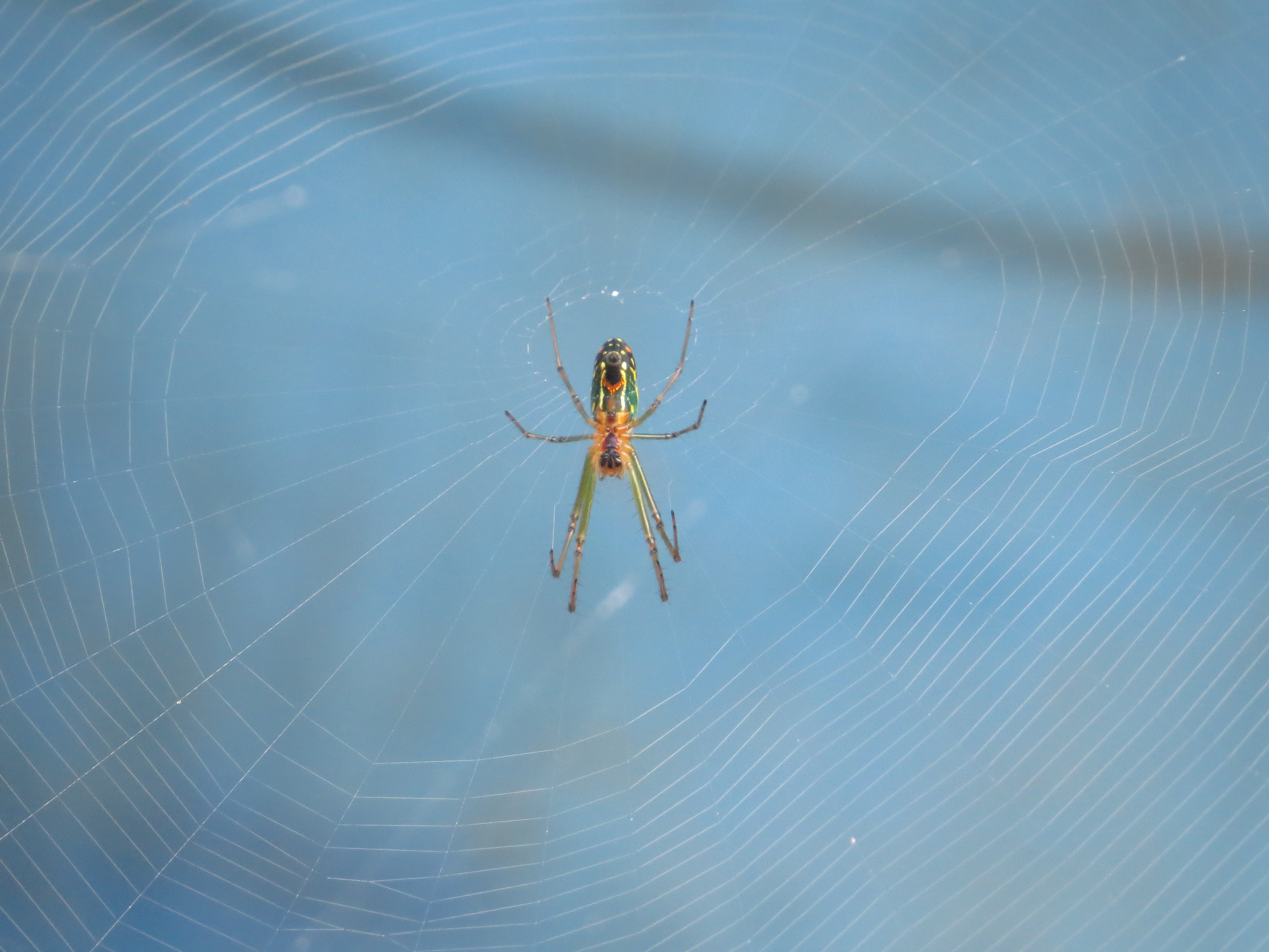 Nature Insects Colombia free image download