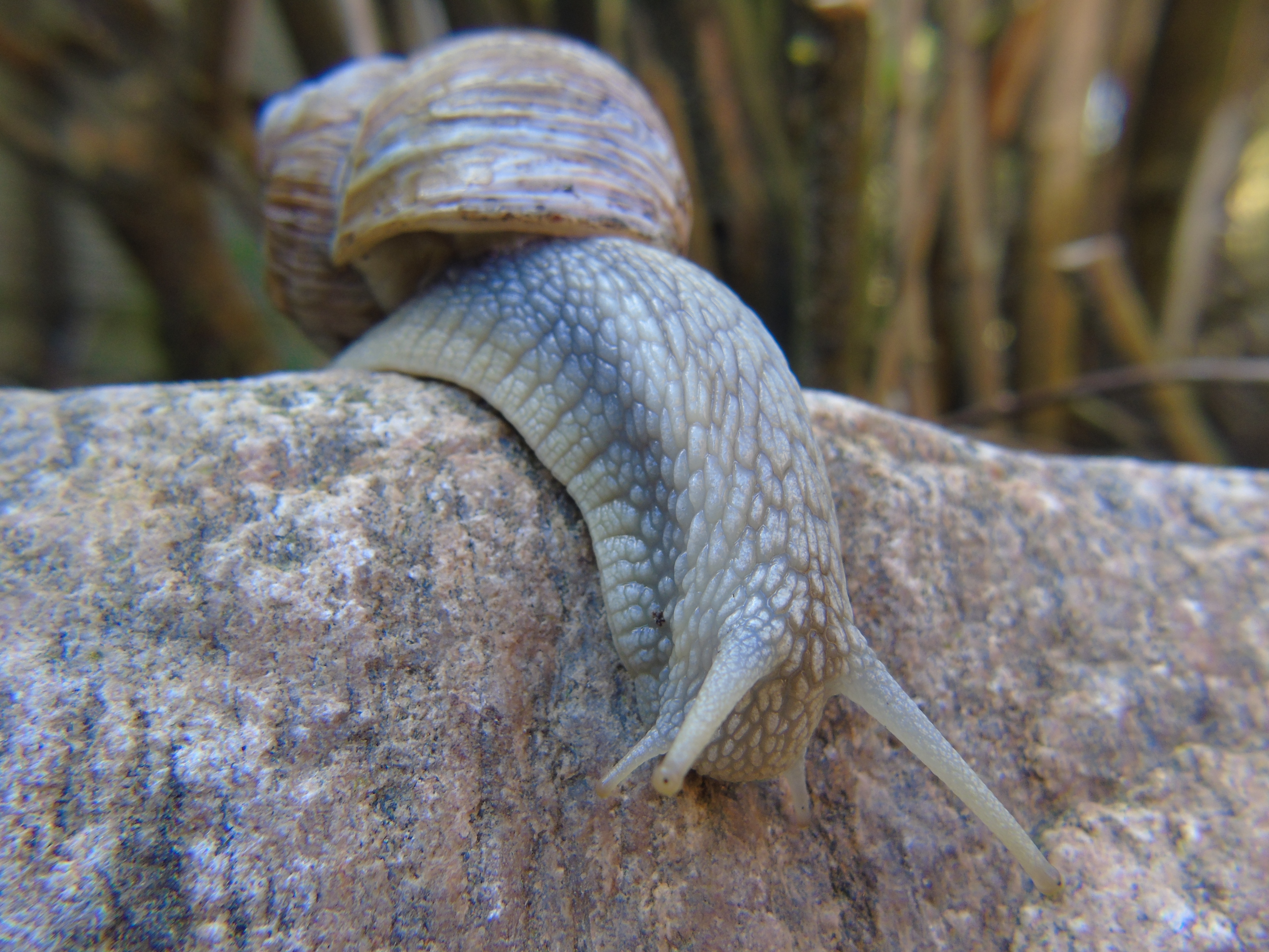 Snail Shell Mucus Close free image download