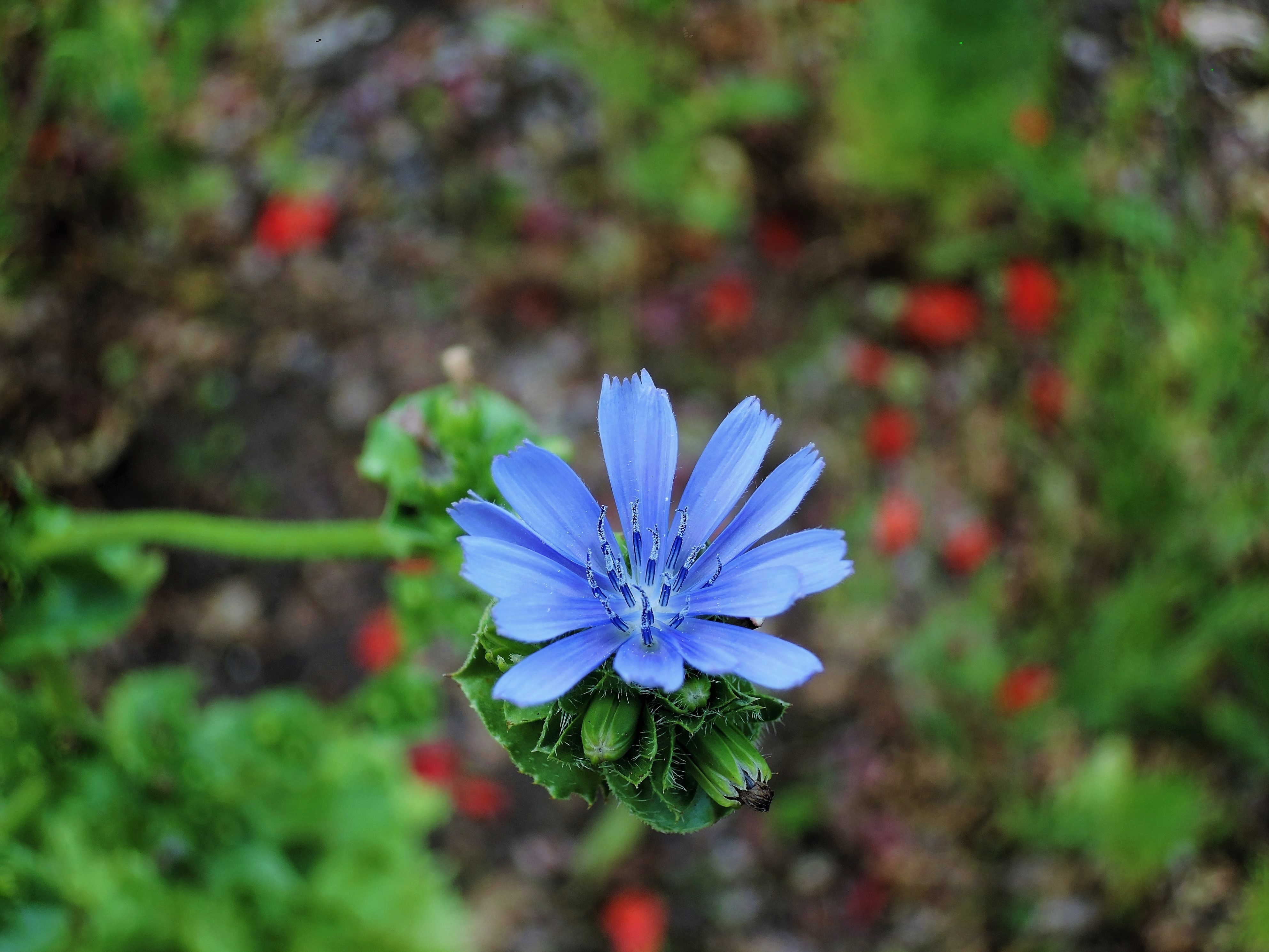 Flower Blue Wild free image download