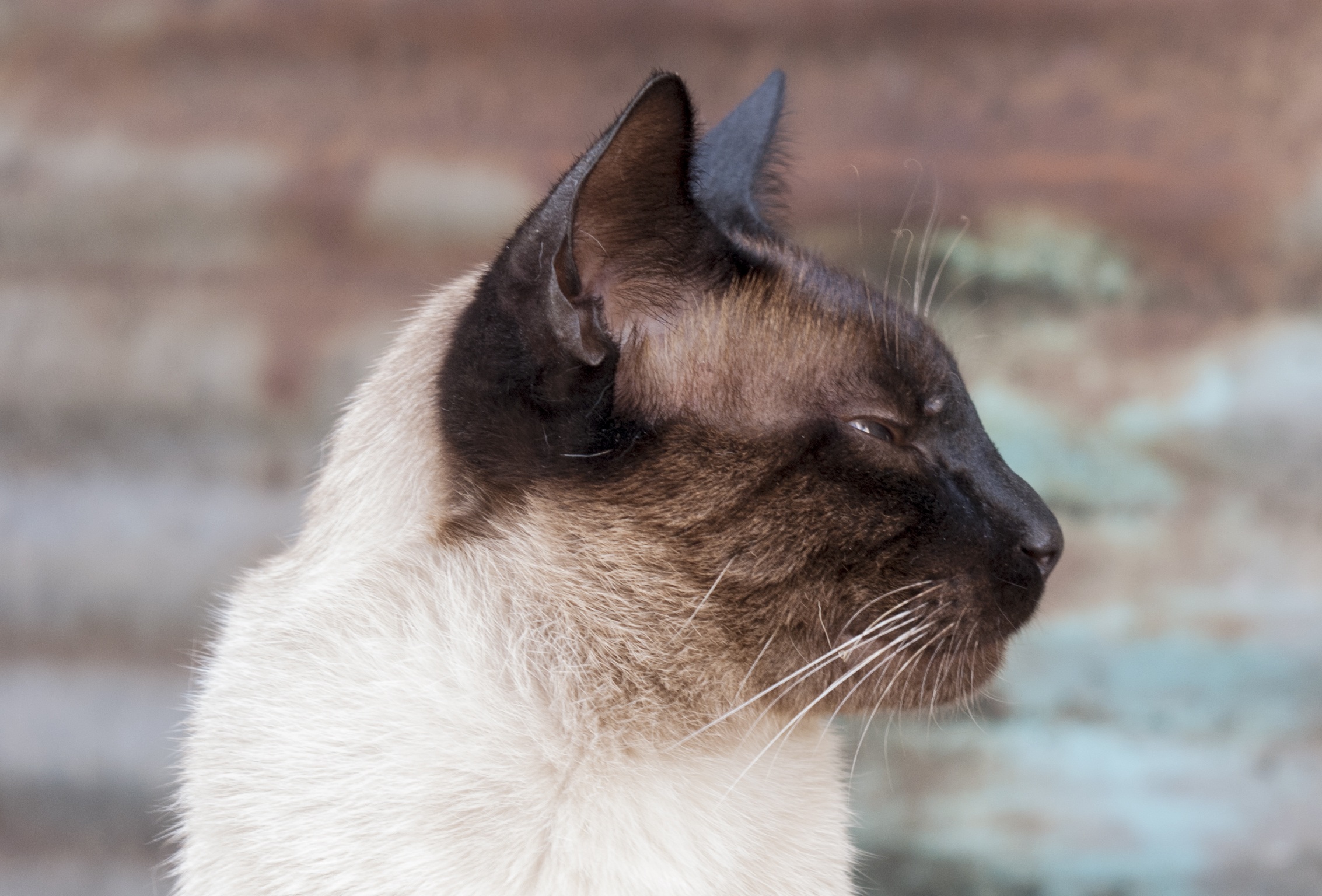 Cat Siamese Animal free image download
