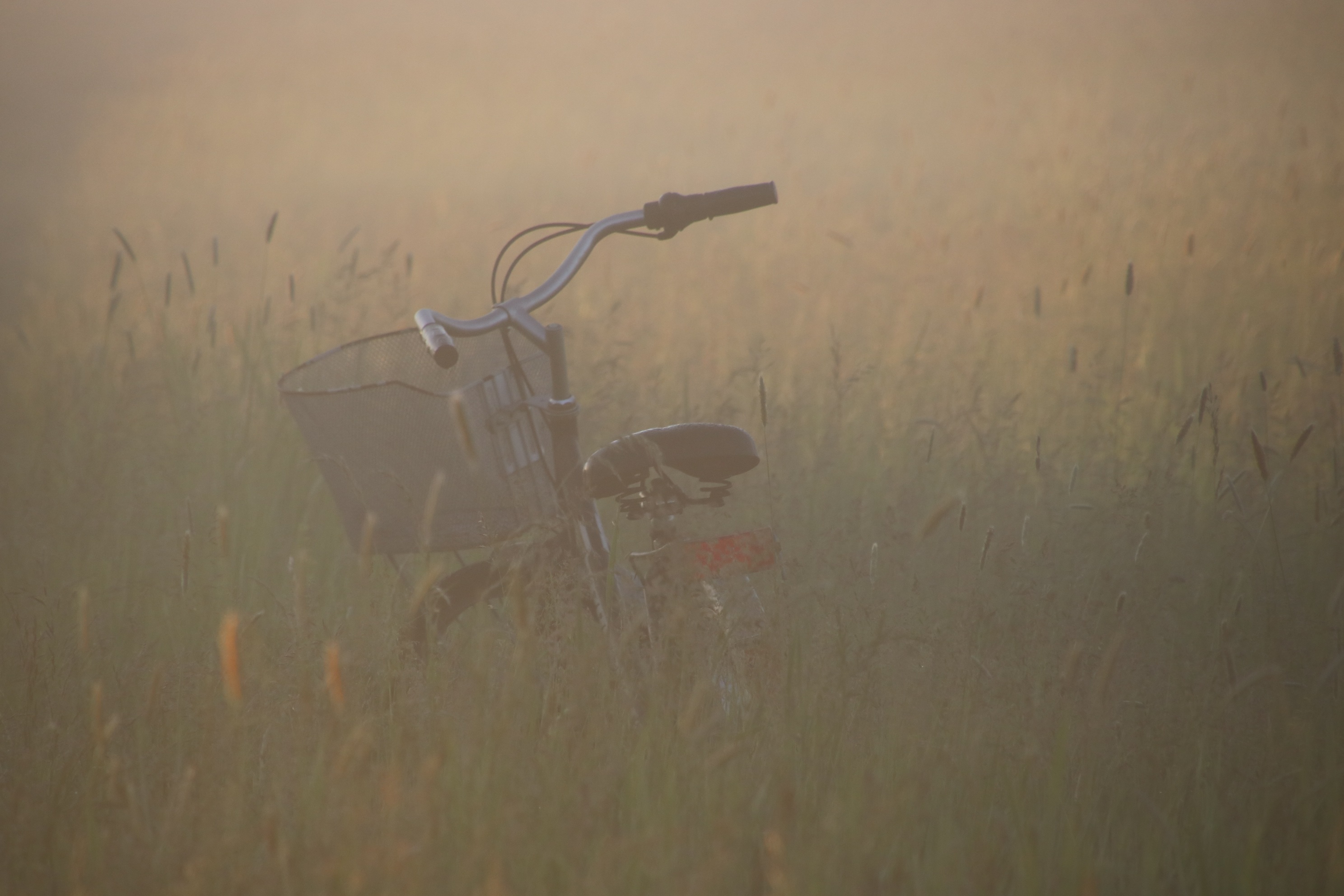 Meadow Bike Fog free image download