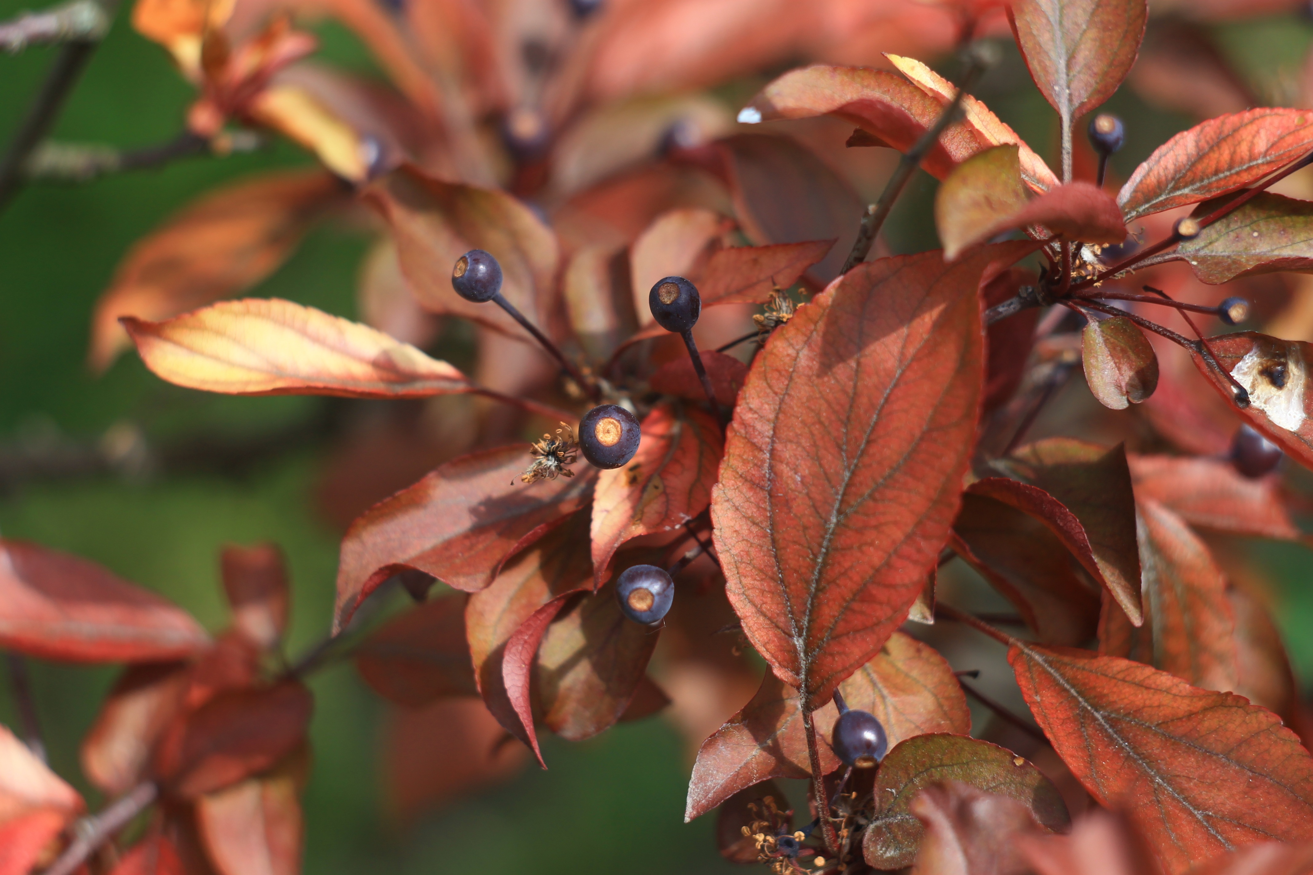 Tree Color Nature free image download