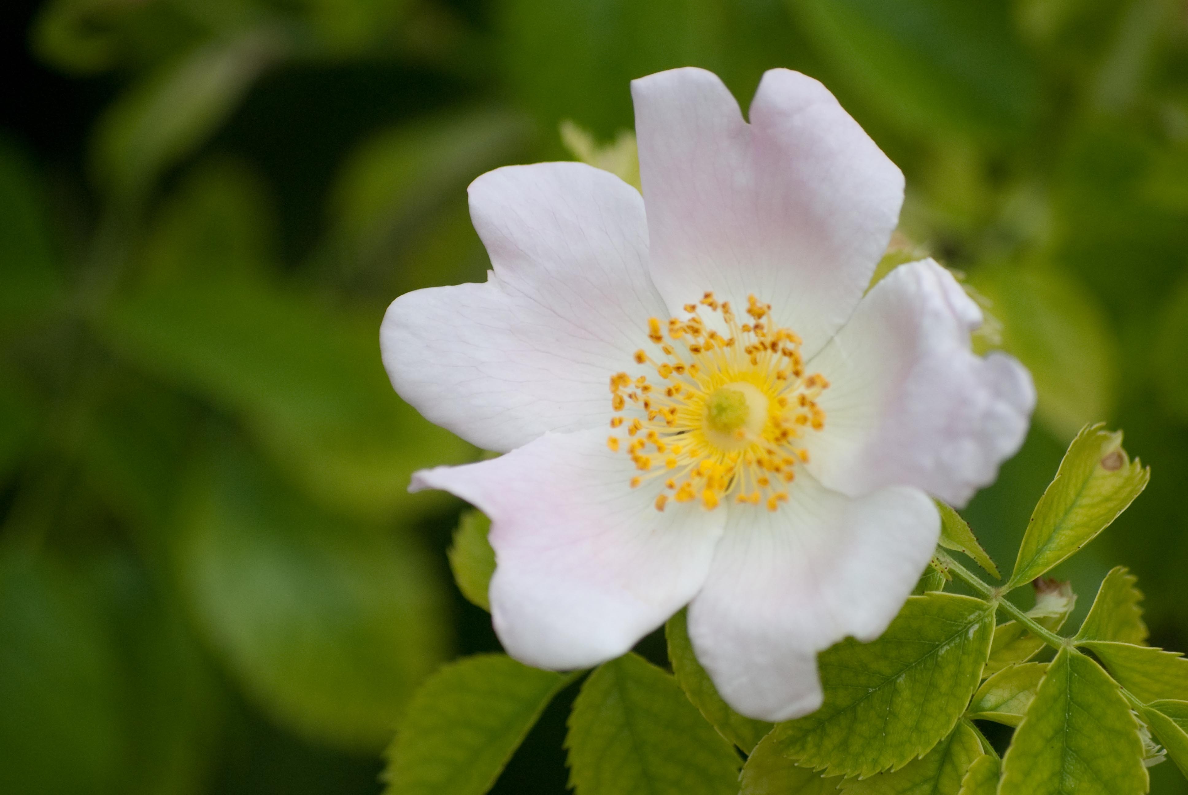 White small Flower in Nature free image download
