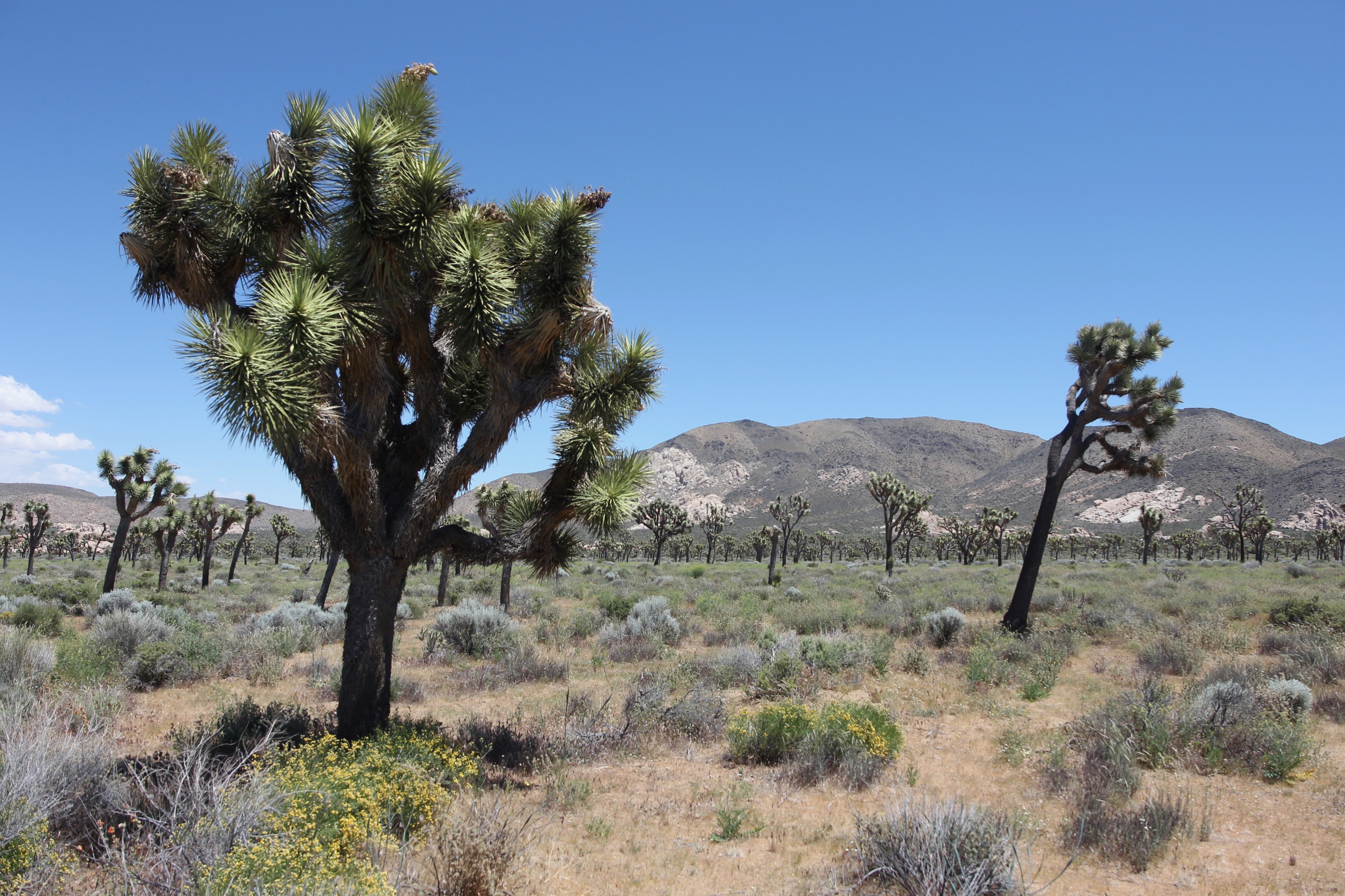 Trees prickle in the sand free image download