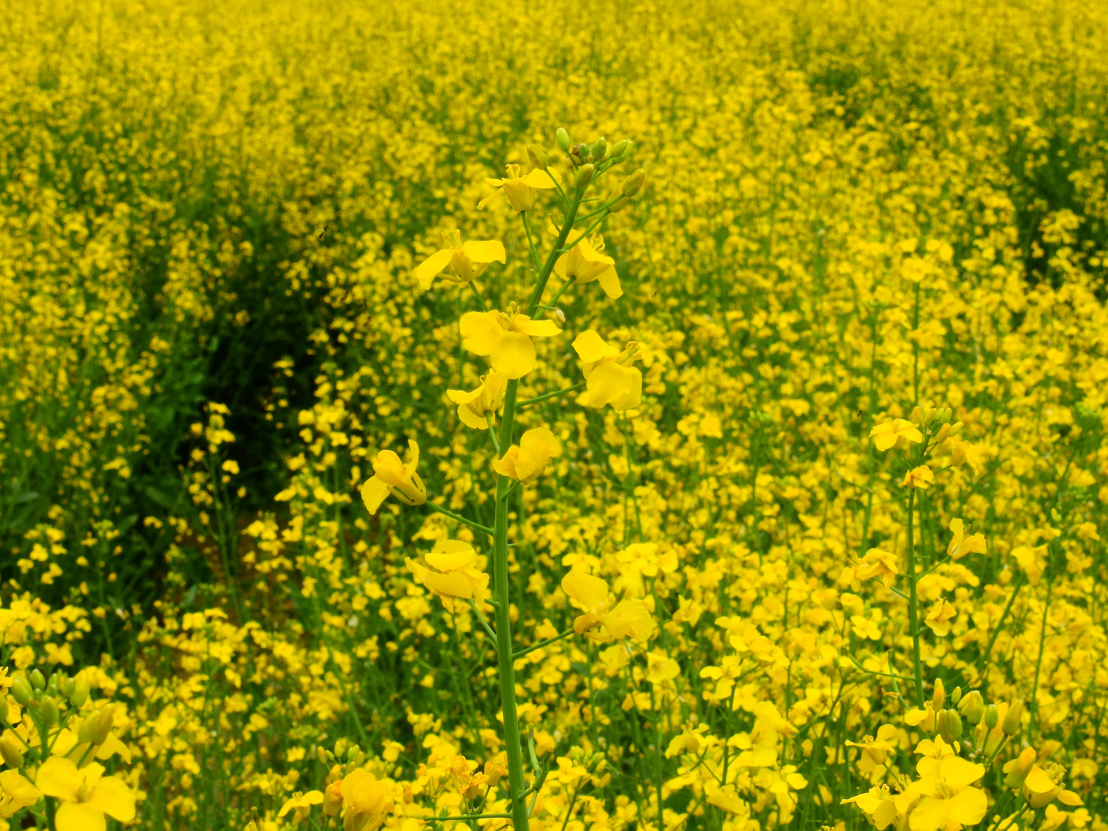 Oilseed Rape Field Of Rapeseeds free image download