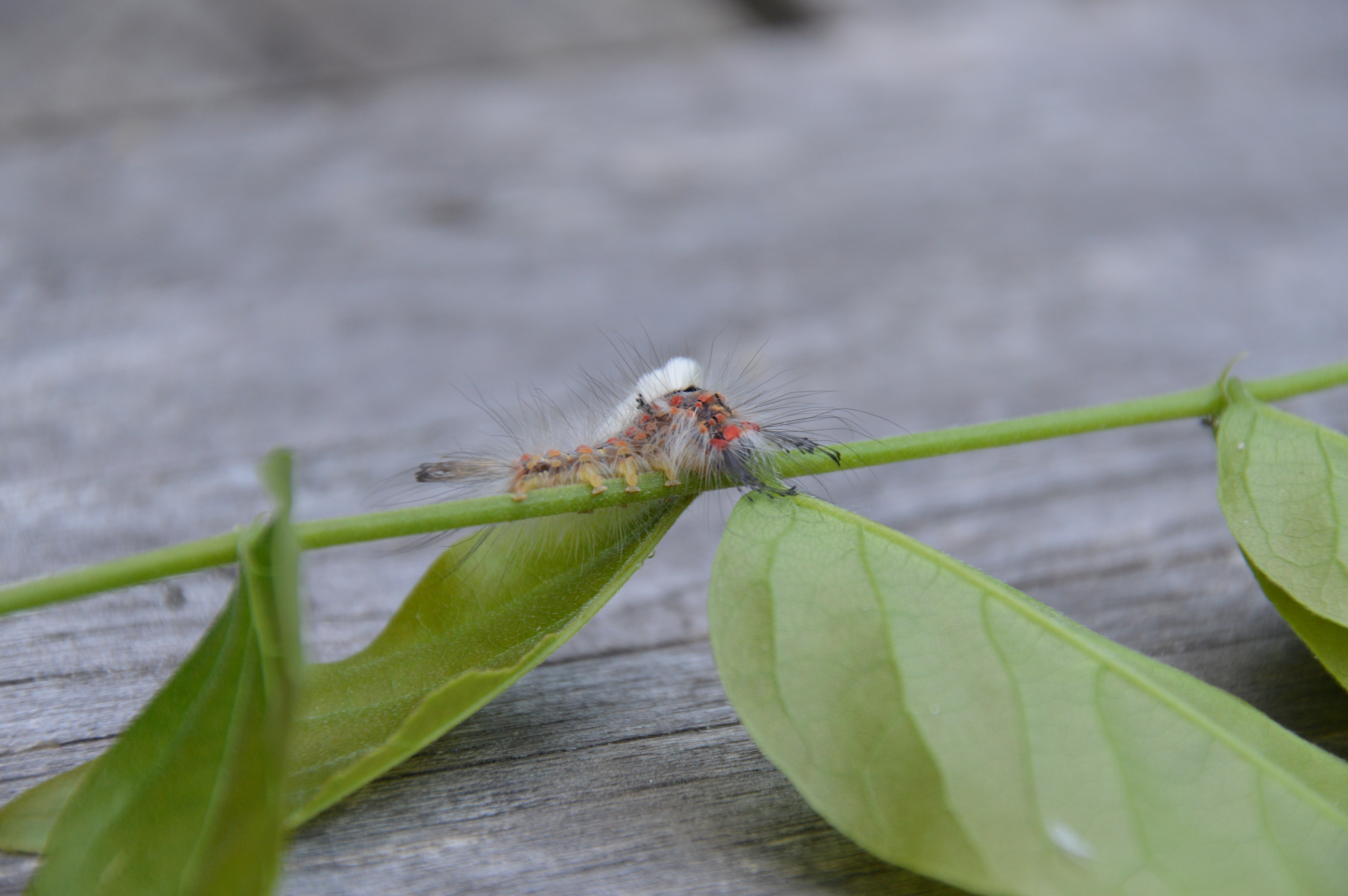 Insect Caterpillar Nature free image download