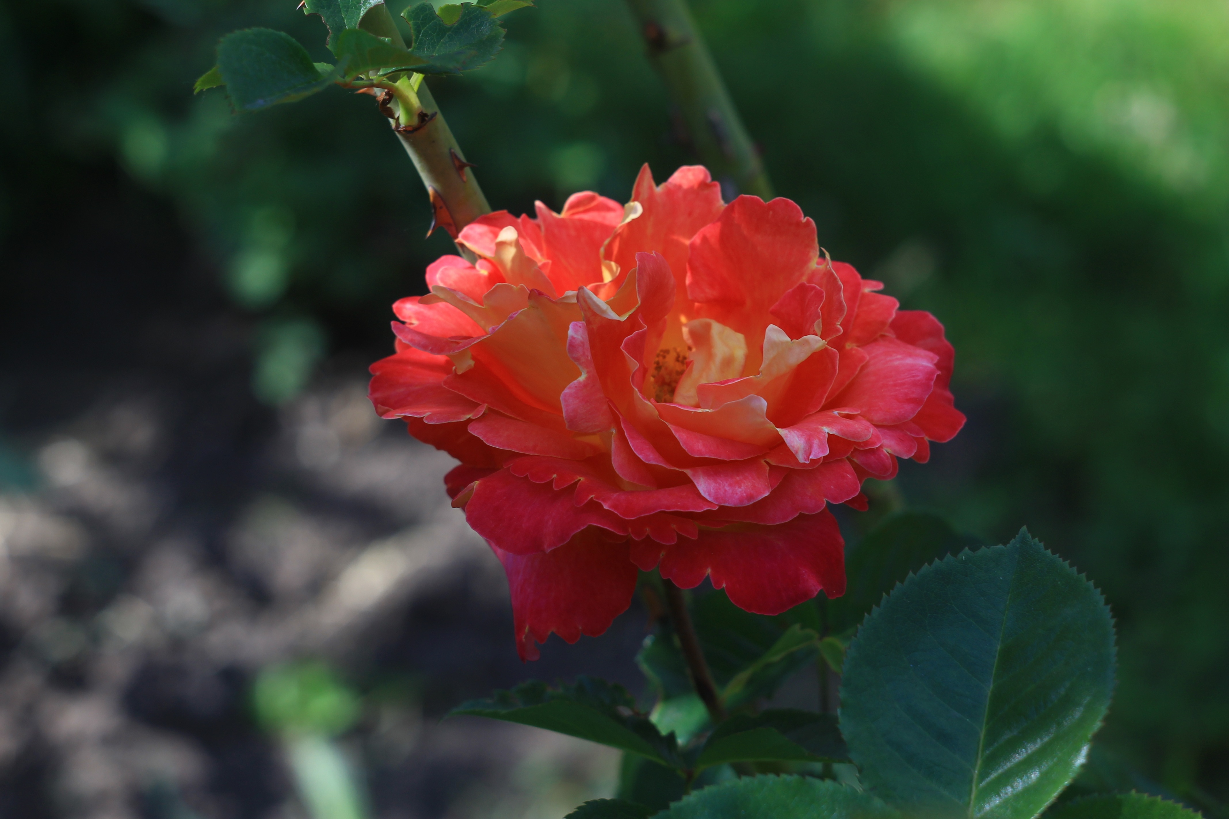 Rose Flowers Nature free image download