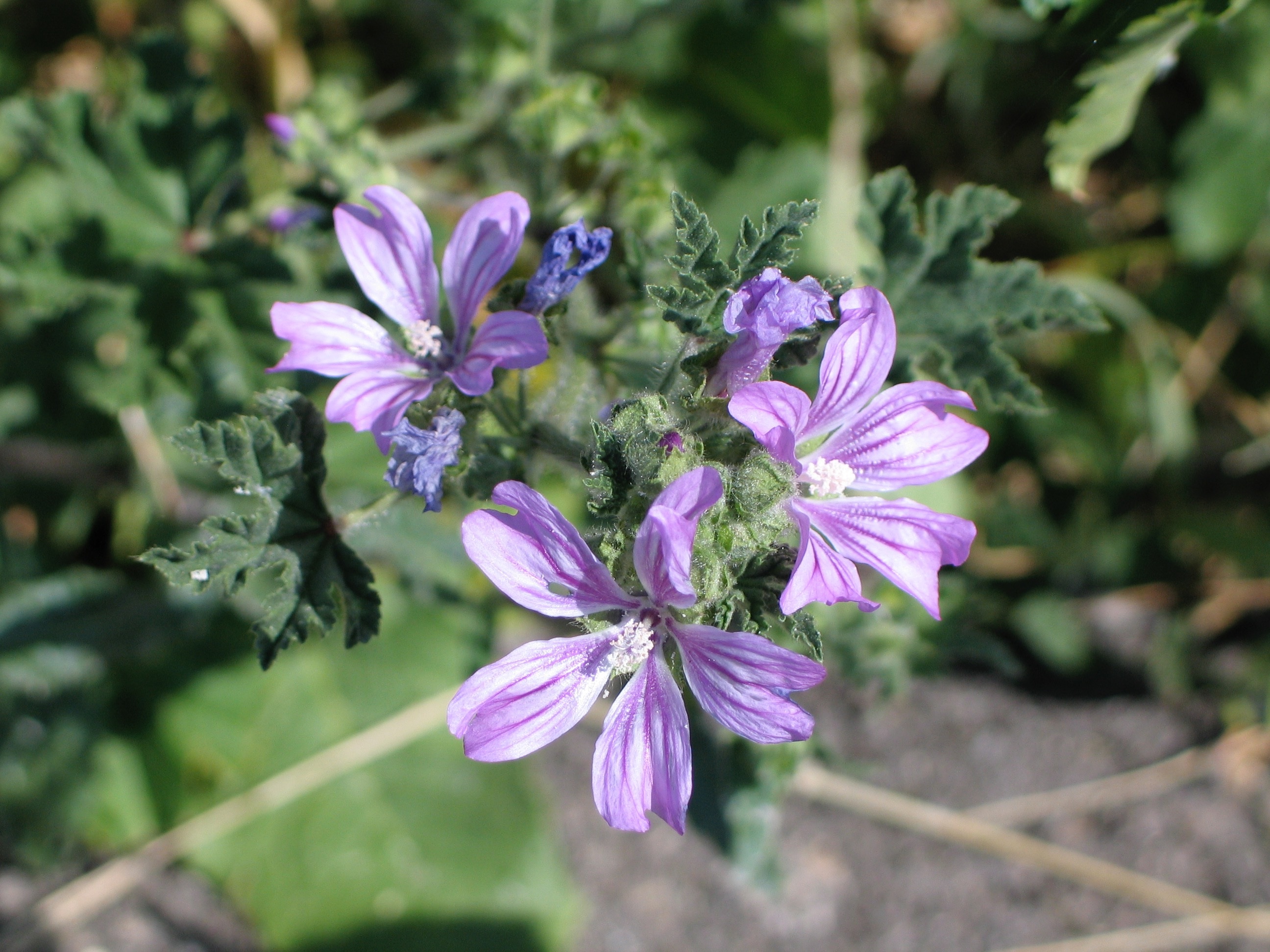 Purple Flower Nature free image download