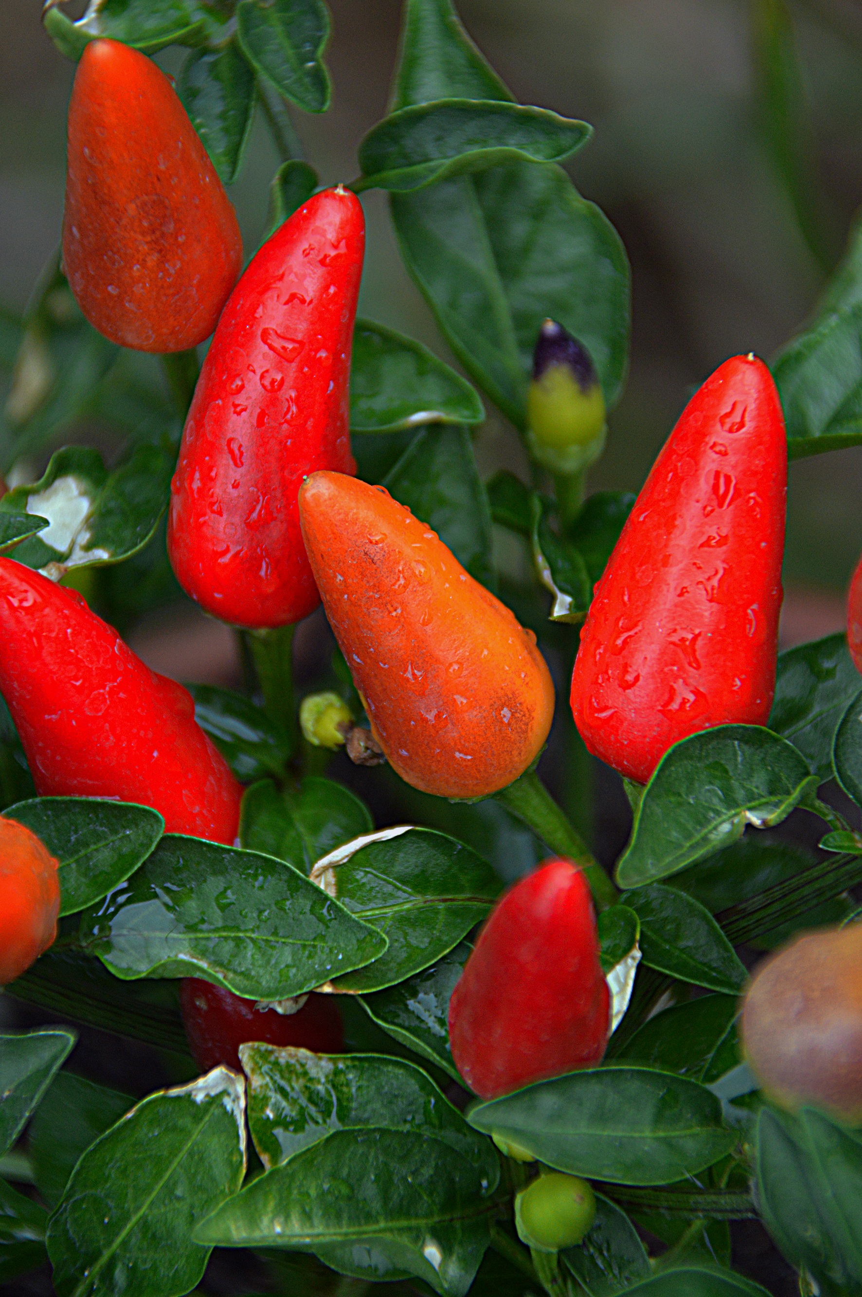 Red pepper on a bush free image download