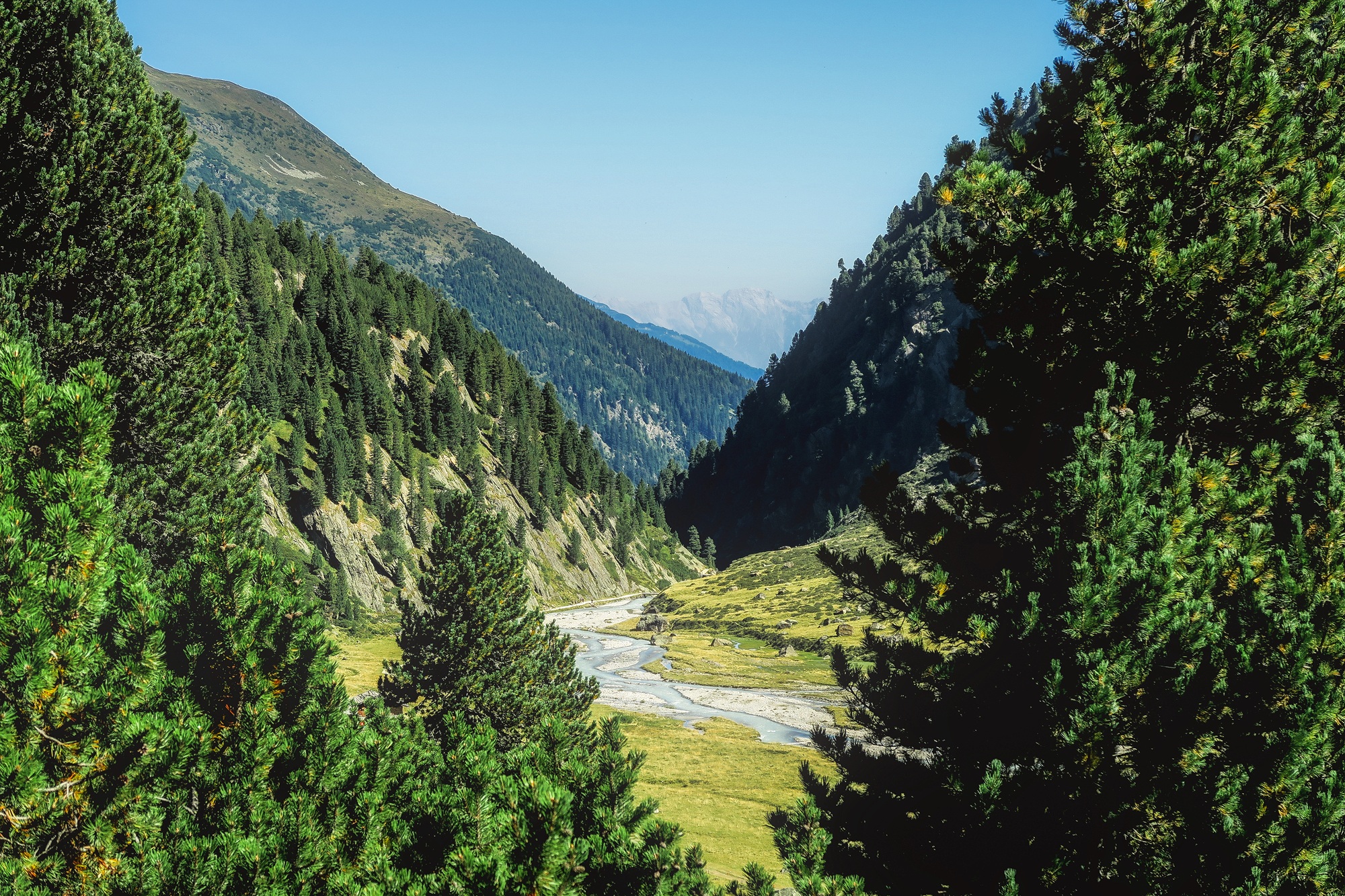 Austria Mountains Forest free image download