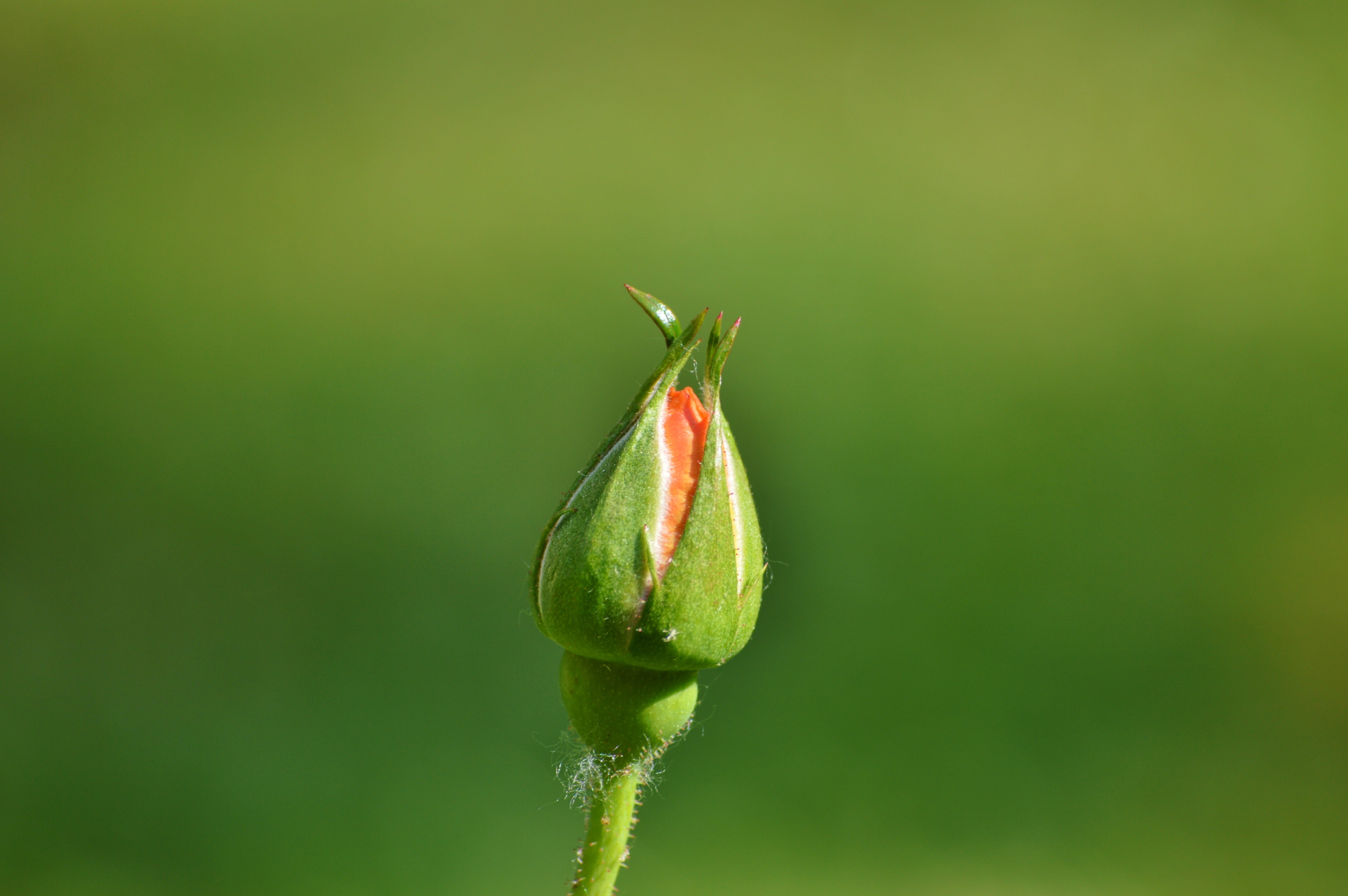 Shrub Rosebud free image download
