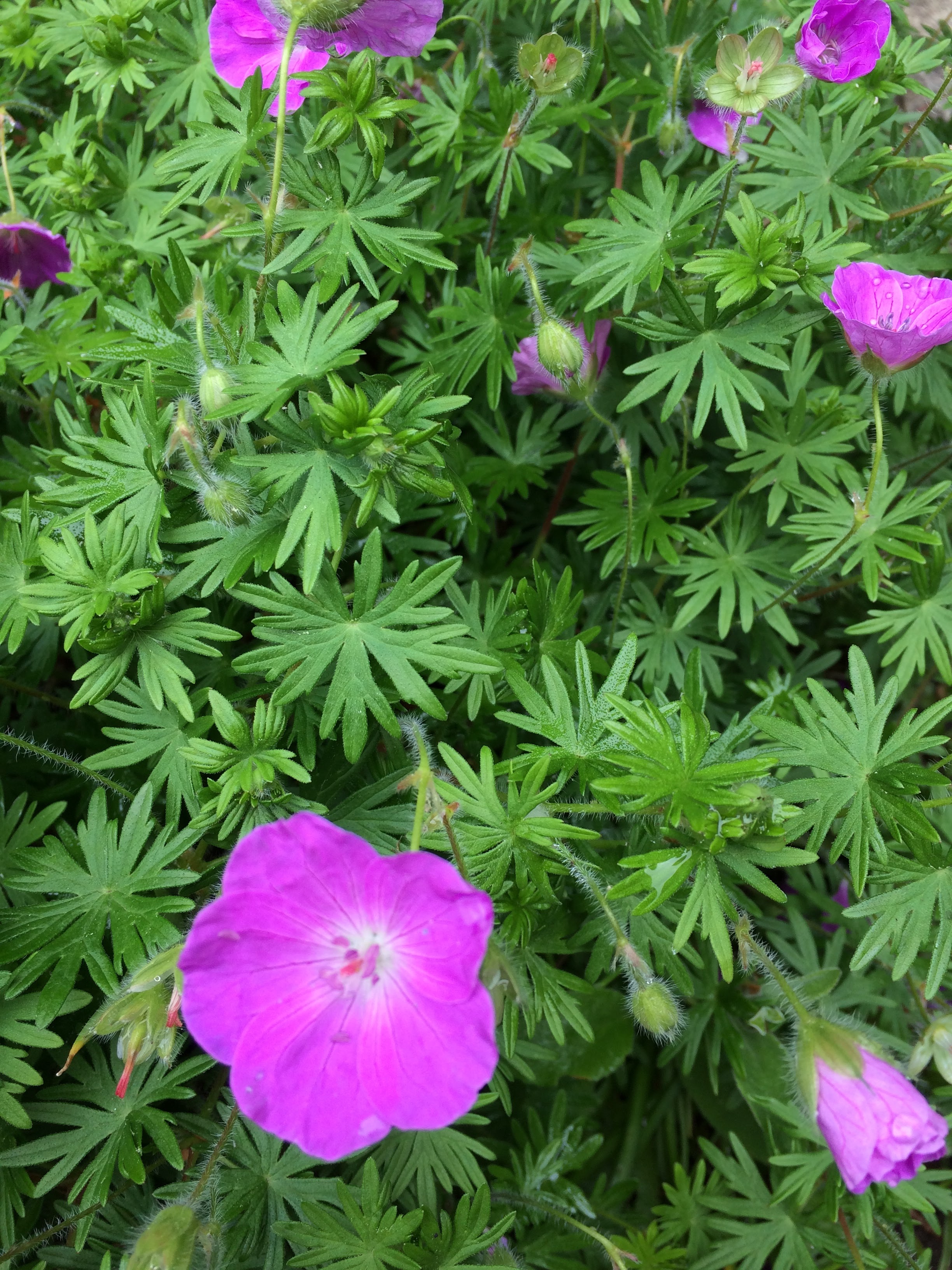 Geranium Flower Nature free image download
