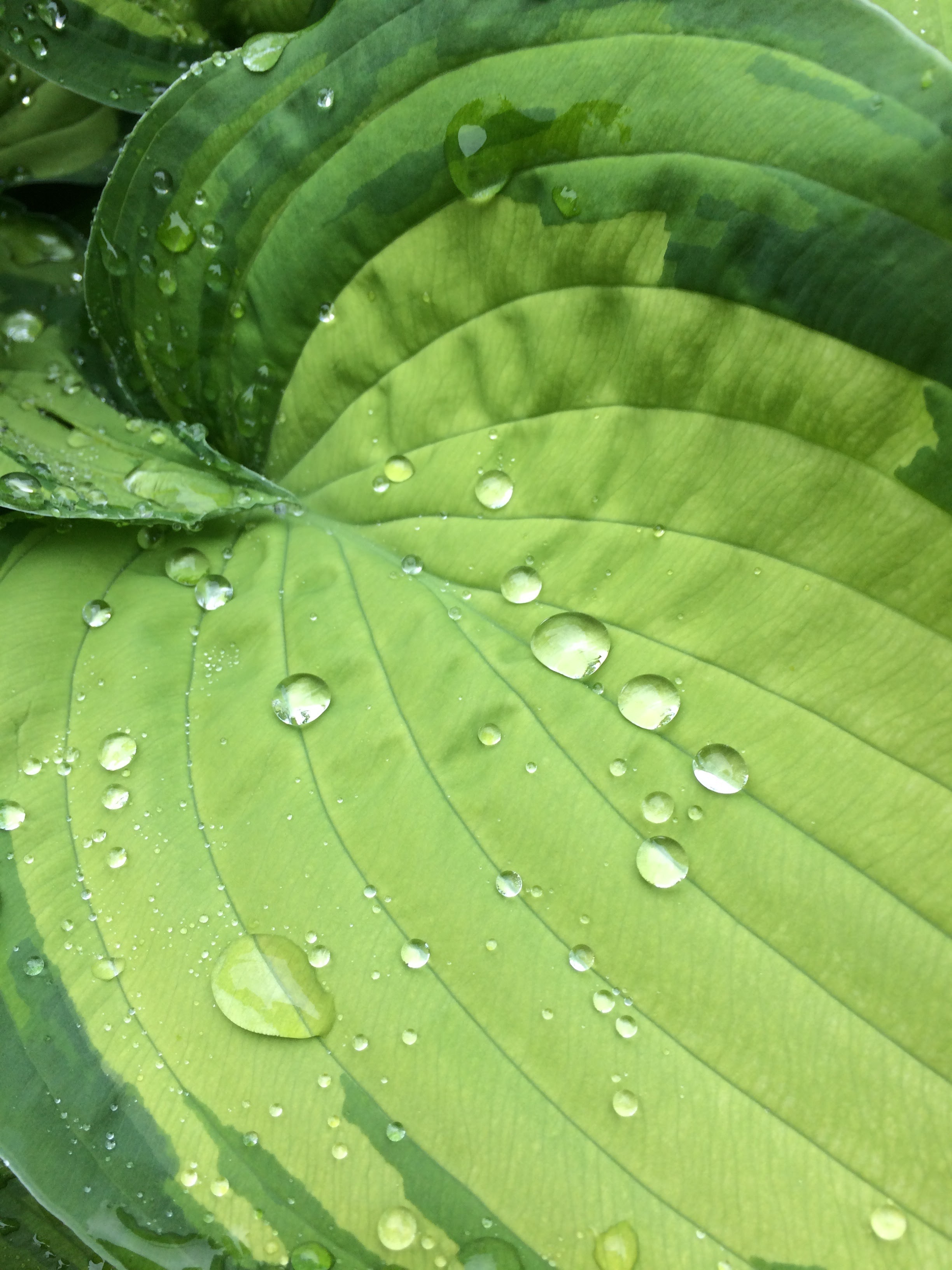 Hosta Water Droplets free image download
