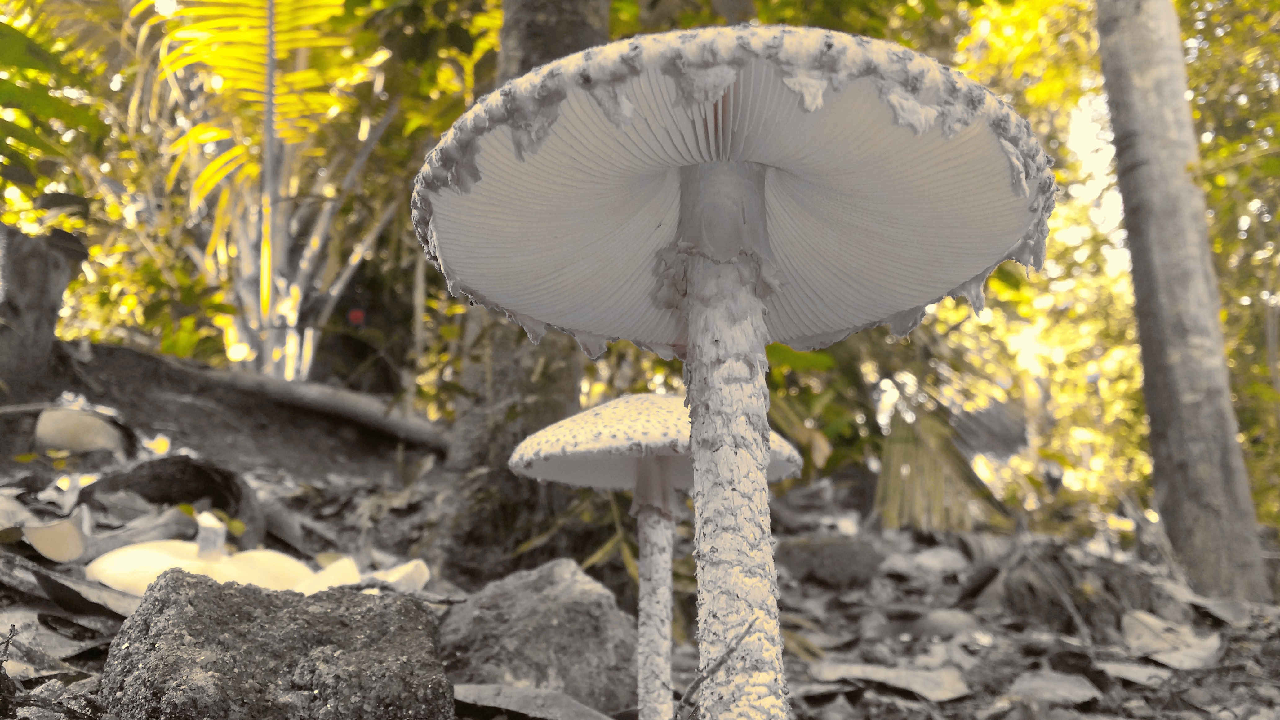 Mushroom Splash Splashed free image download
