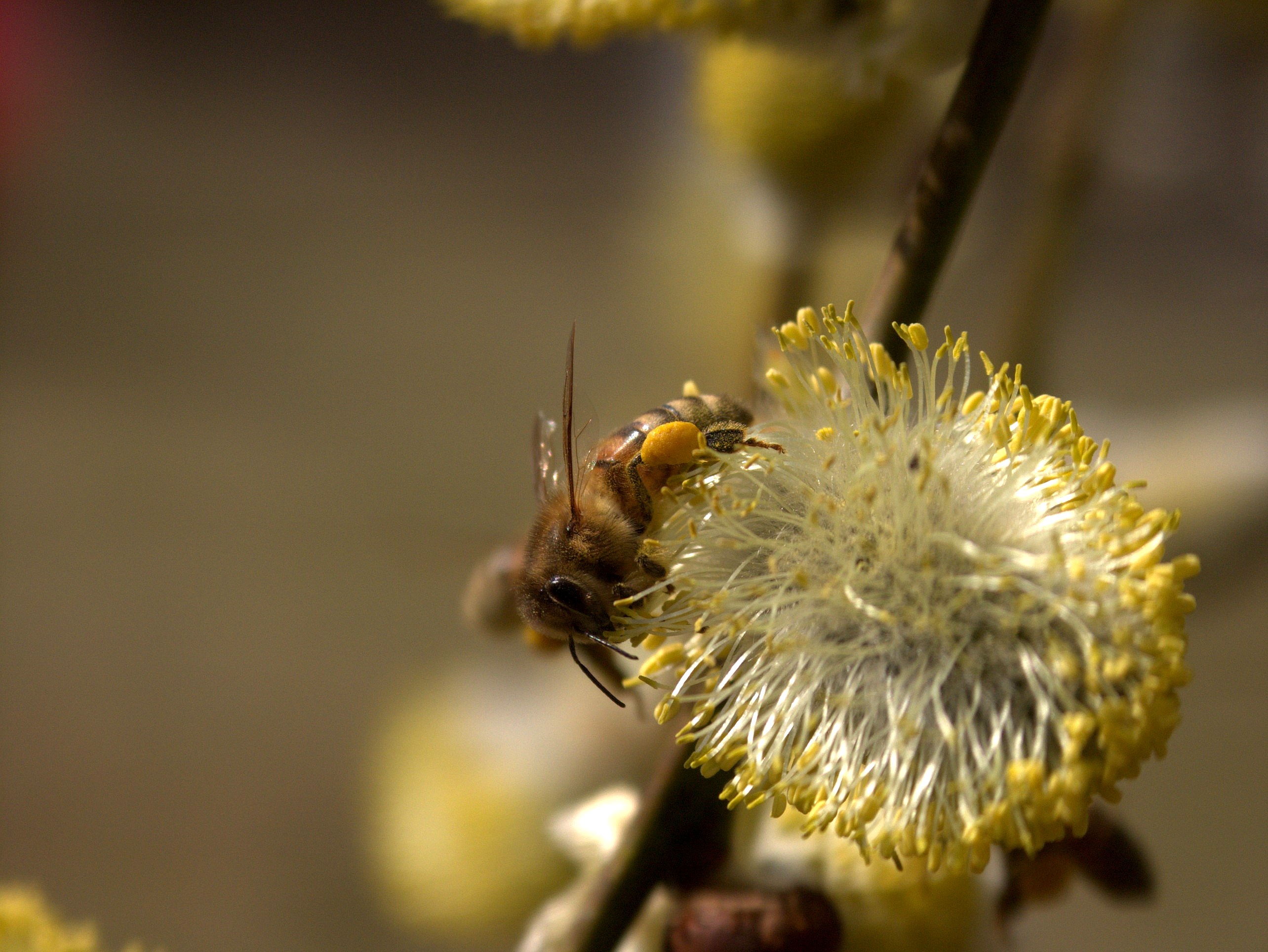 Bee Nature Flower free image download