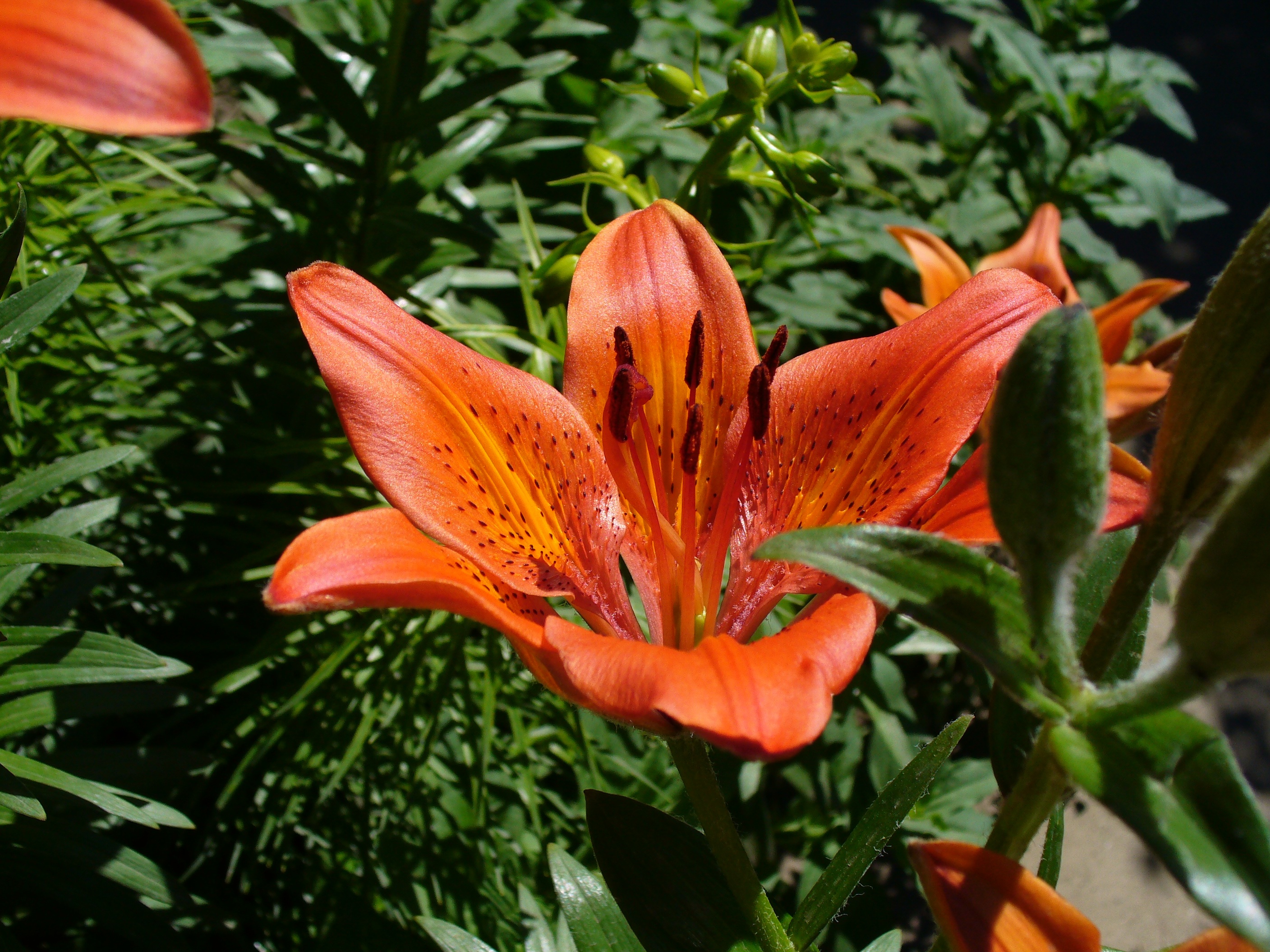 Flower Lily free image download