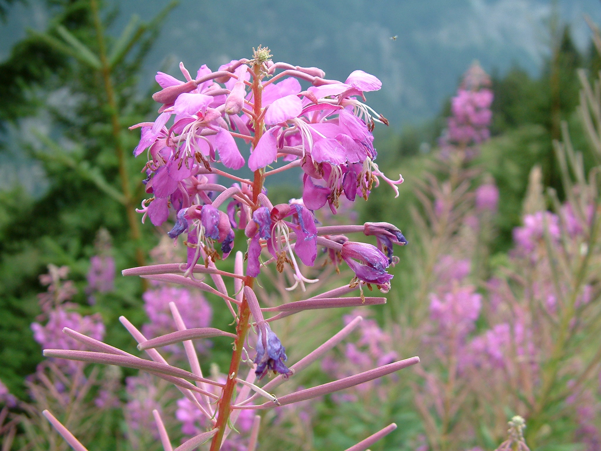 Fireweed Plant free image download