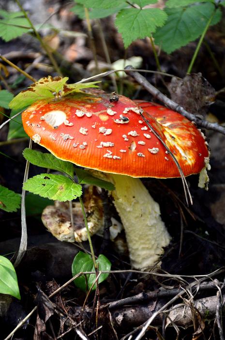 Mushroom Amanita Summer free image download