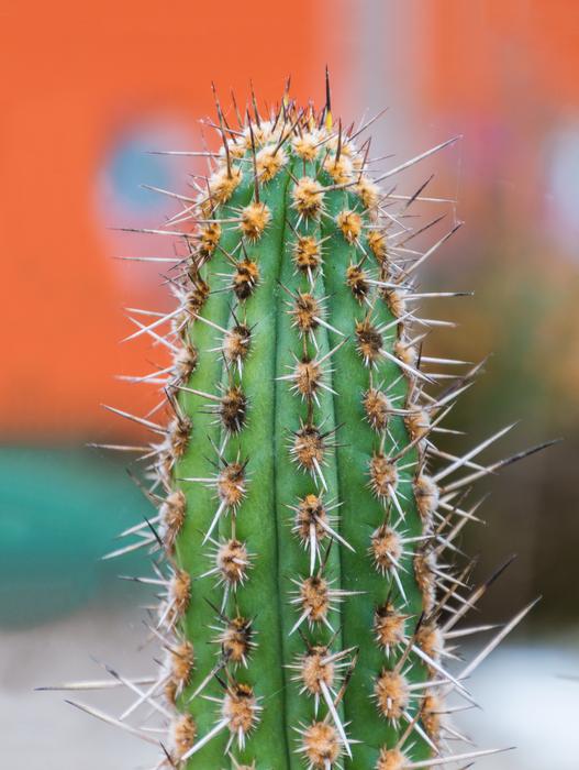 Cactus Spur Plant free image download