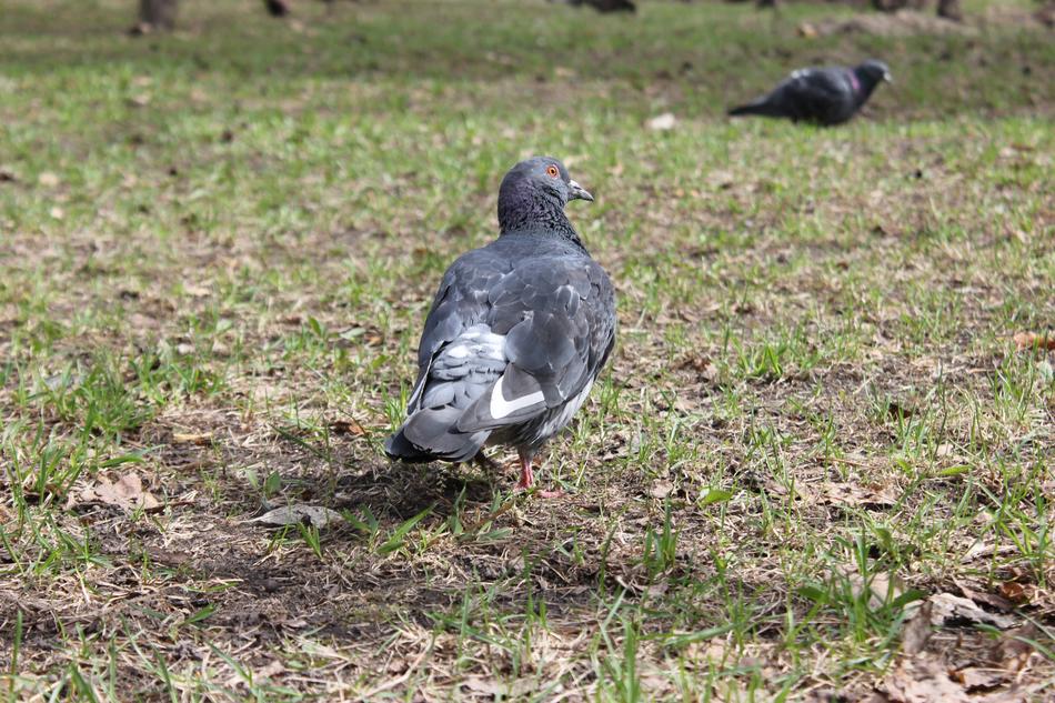 Dove Grass Spring free image download