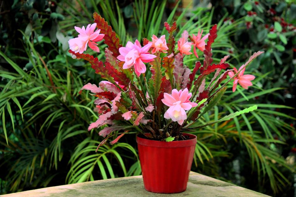 Cactus Flowered Bloom free image download