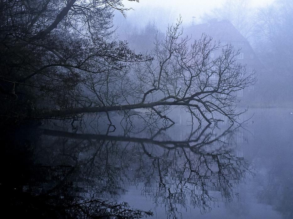 Tree Fog Water free image download