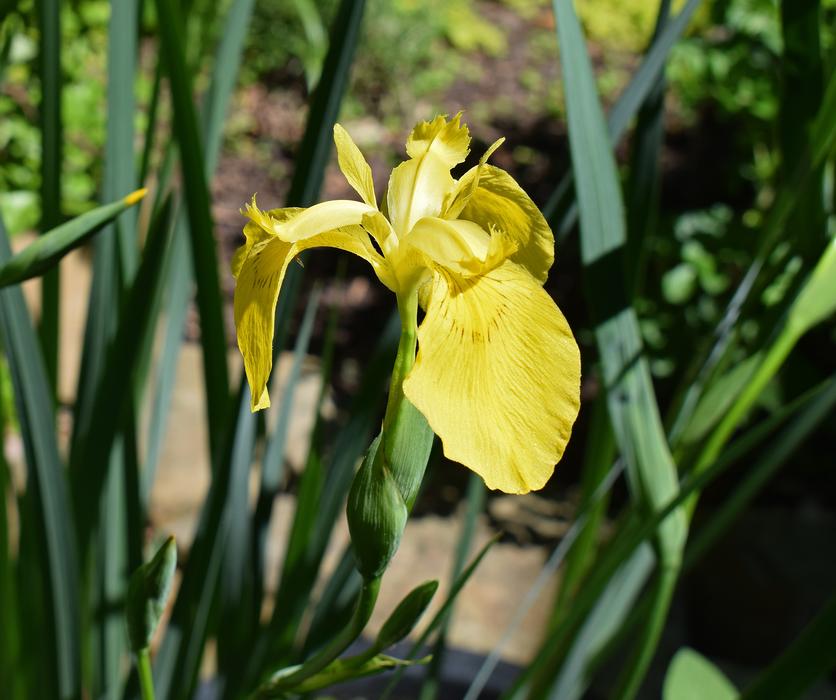 Yellow Iris Swamp Flower free image download