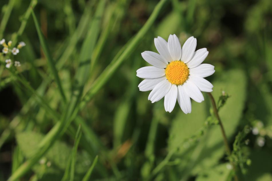 Daisy Green Flower free image download