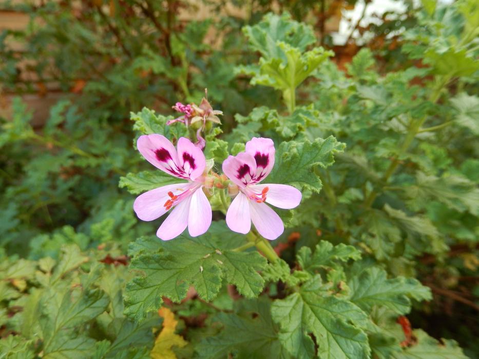 Geranium Flower free image download