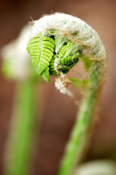 Ferns Fiddle Fern free image download