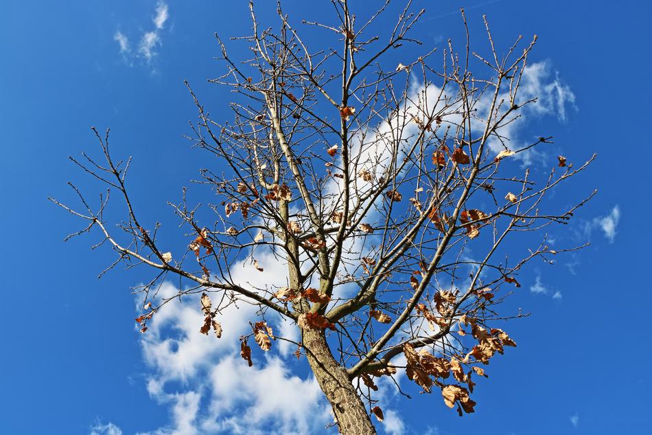 Cloud Wood Blue free image download