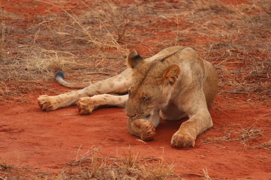 Kenya Lion National Park free image download
