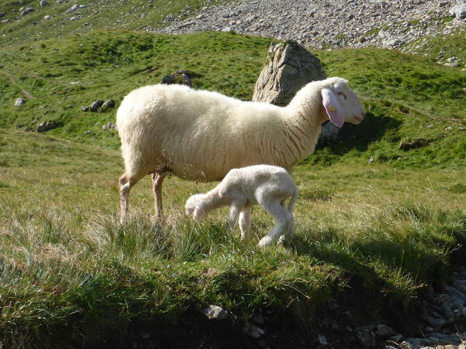 Sheep Lamb Wool free image download