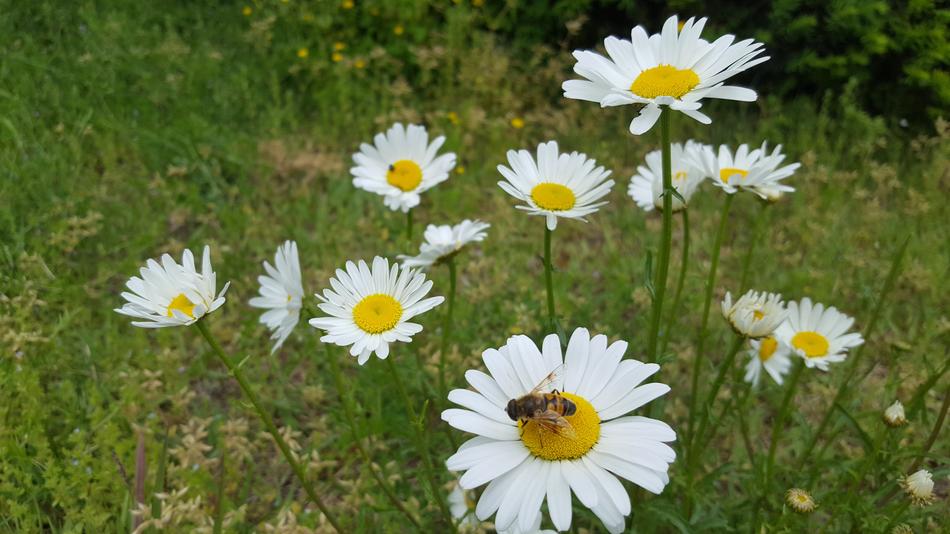 Spring Flowers free image download