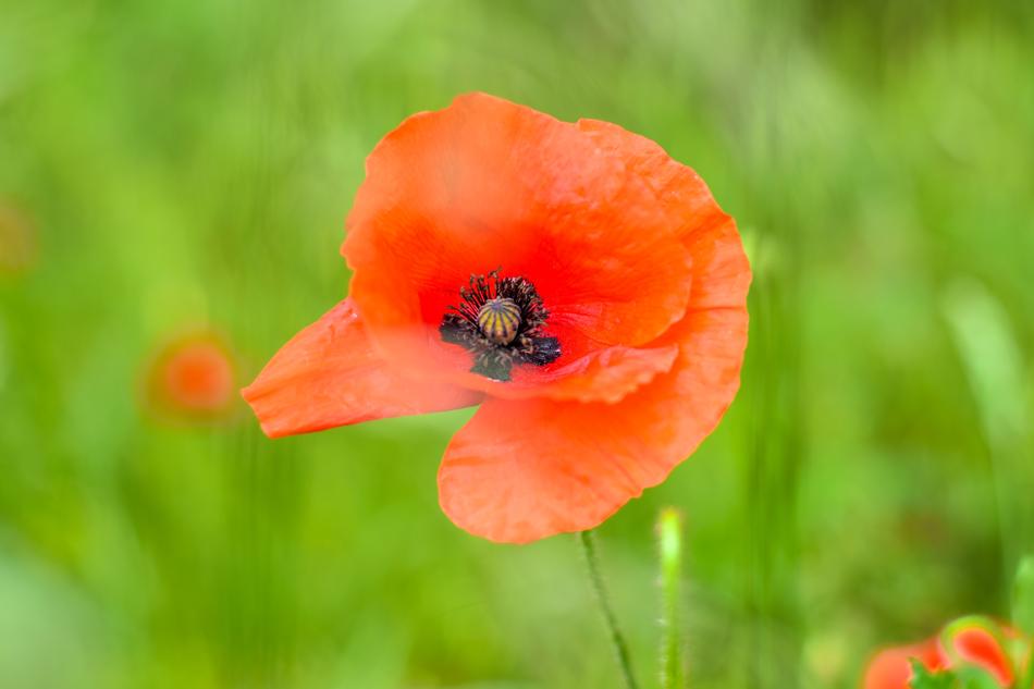 Poppy Plant Nature free image download